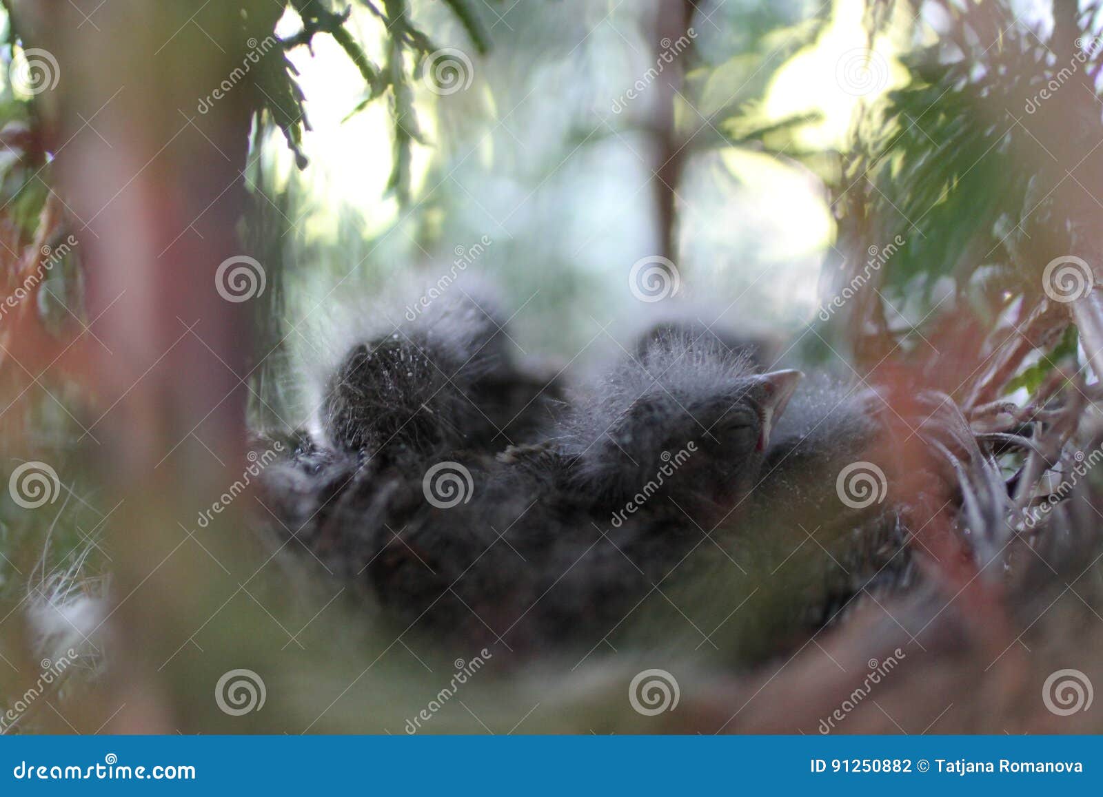 Baby Birds in Nest Spring Photo Stock Photo - Image of fledgling, love ...