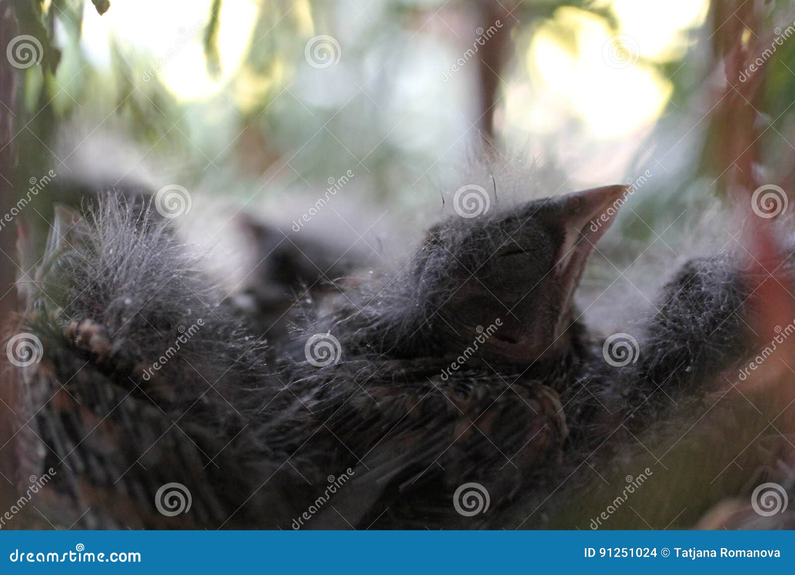Baby Birds in Nest Spring Photo Stock Photo - Image of mouth, home ...