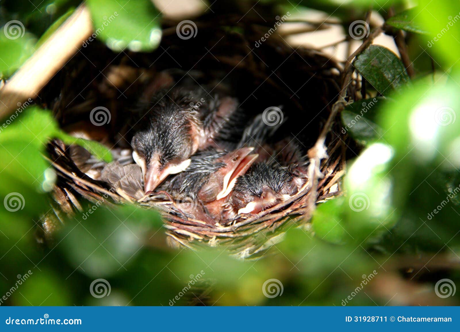 Baby birds in the nest stock image. Image of hatched - 31928711