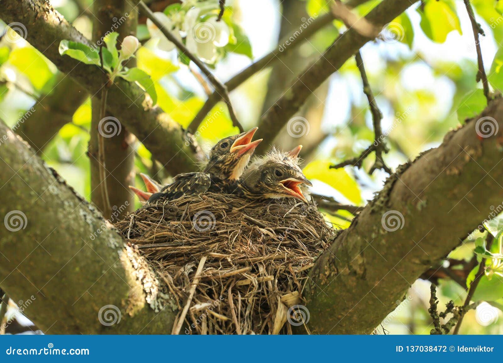 Baby Birds in a Nest on a Tree Branch in Spring Stock Photo - Image of ...