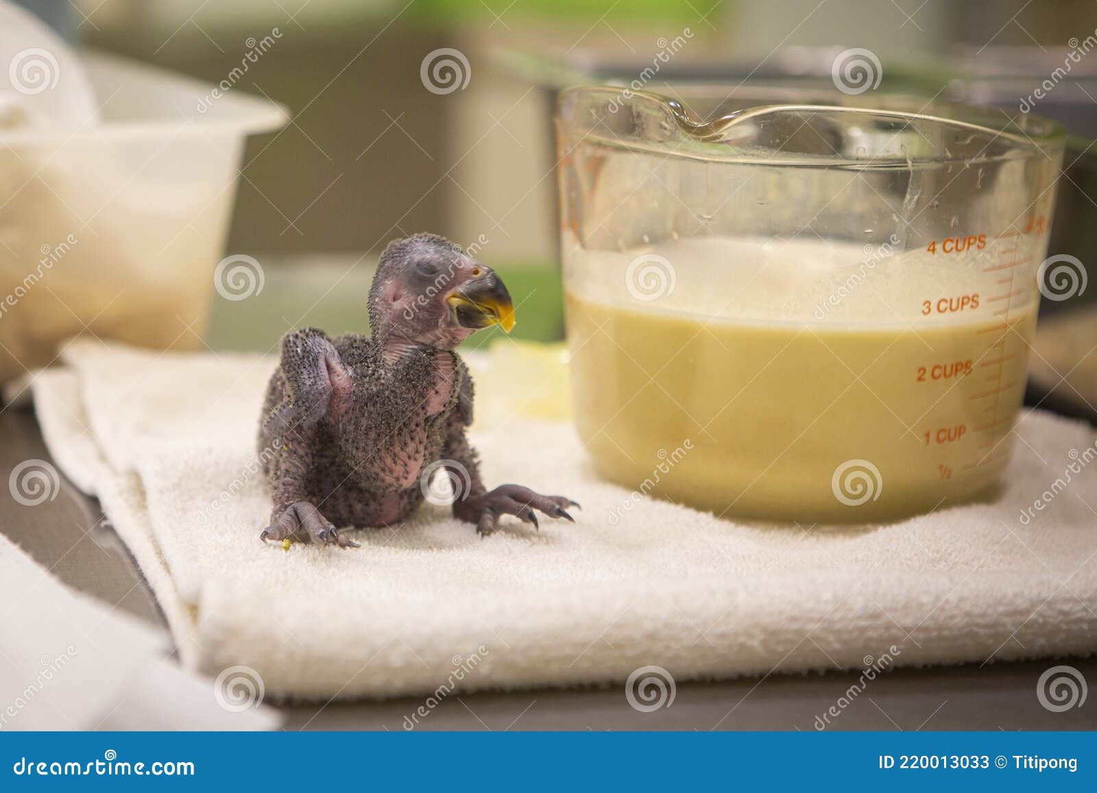 The Baby Birds Raised in the Temperature Control Cabinet Stock Image ...
