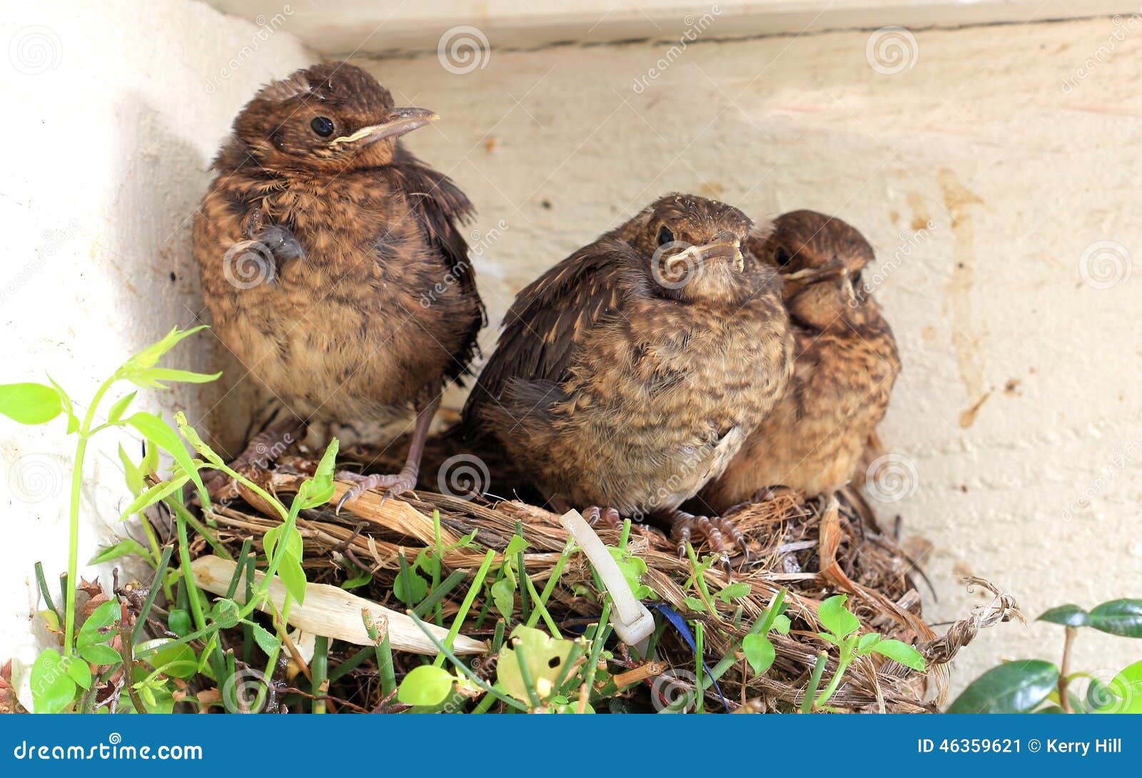 Baby Birds Ready To Fly from Nest Stock Image - Image of juvnile ...