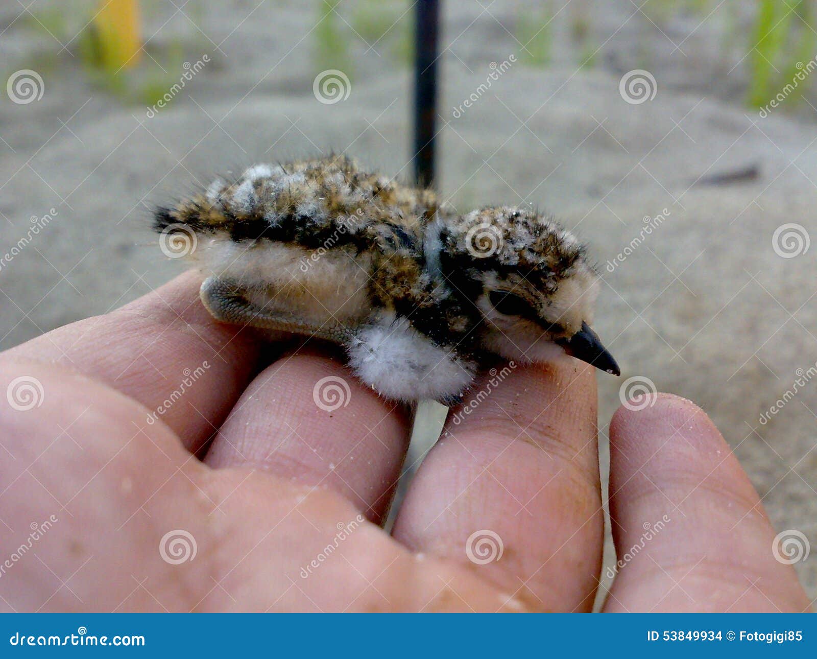 Baby Birds of the Sandpiper on Sand. Stock Photo - Image of shorebird ...