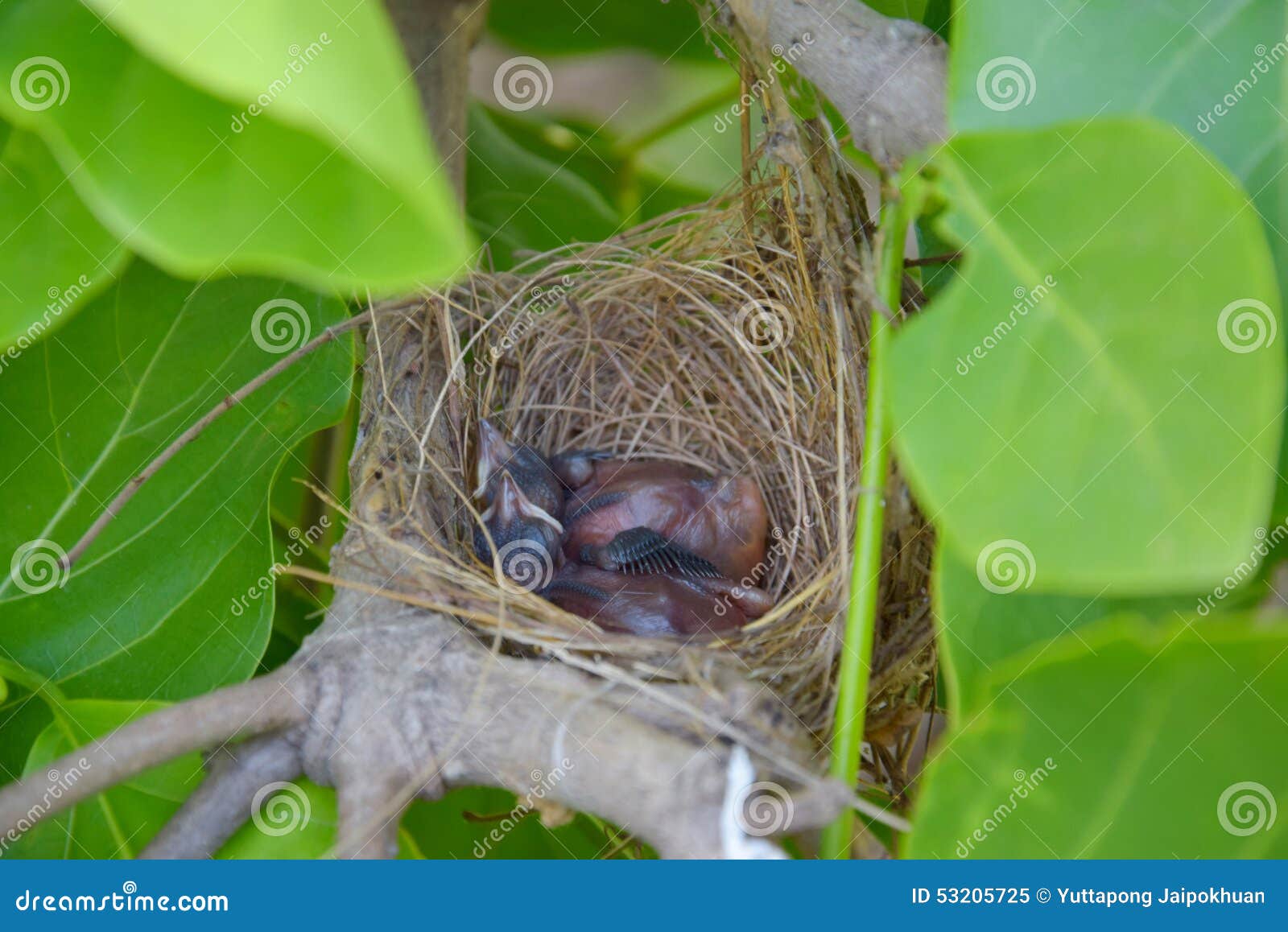 Baby birds sleep in nest stock image. Image of forests - 53205725