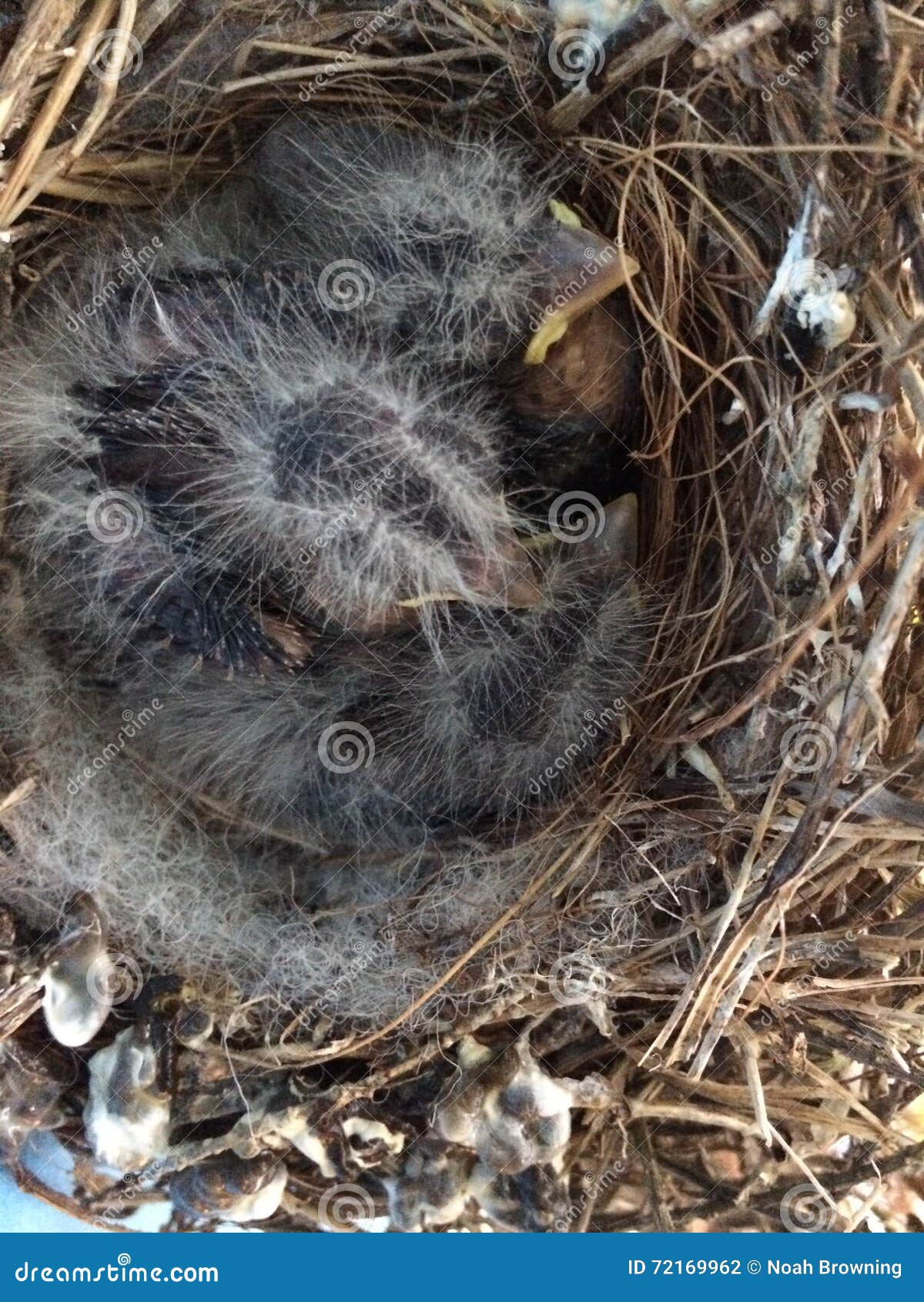 Baby Birds stock photo. Image of hatched, baby, nature - 72169962