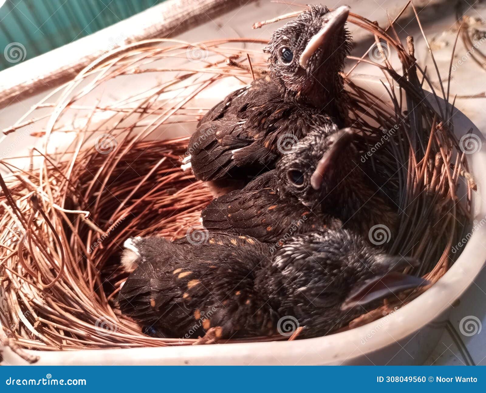 Baby birds at two weeks stock photo. Image of murai - 308049560