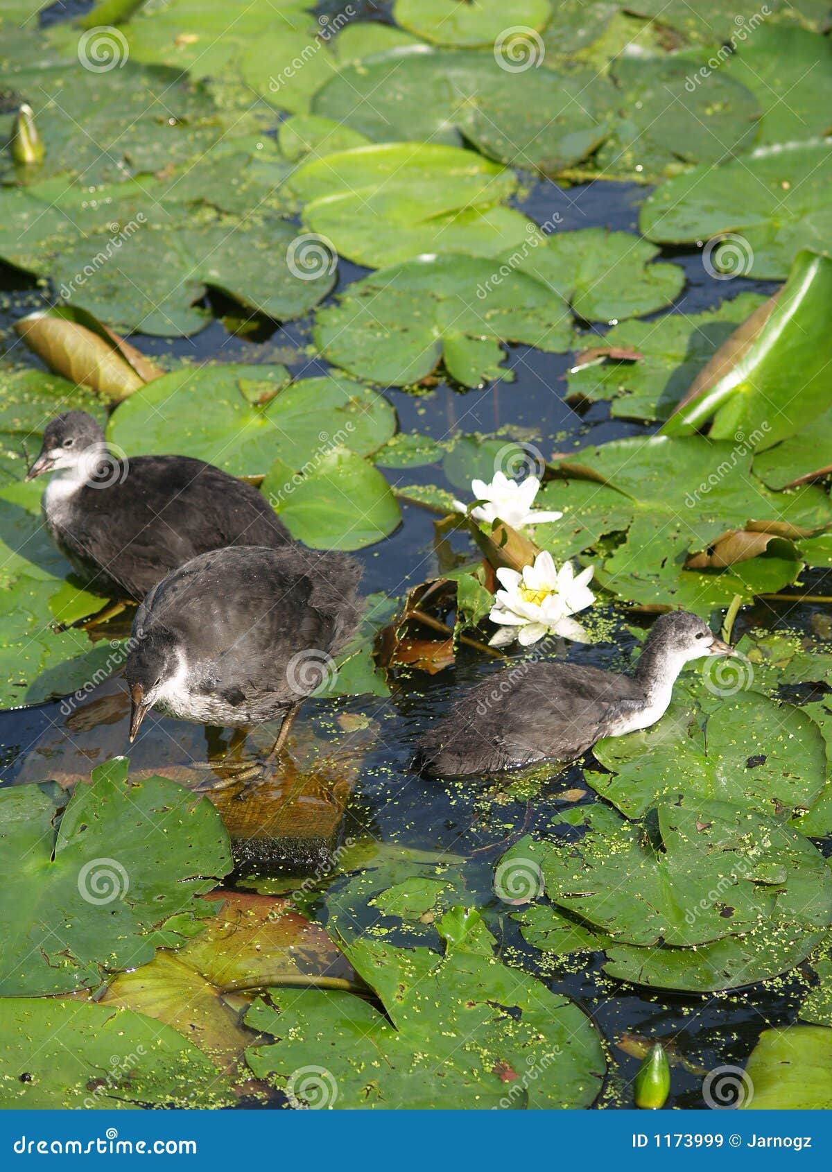 Baby birds on water stock image. Image of green, nature - 1173999
