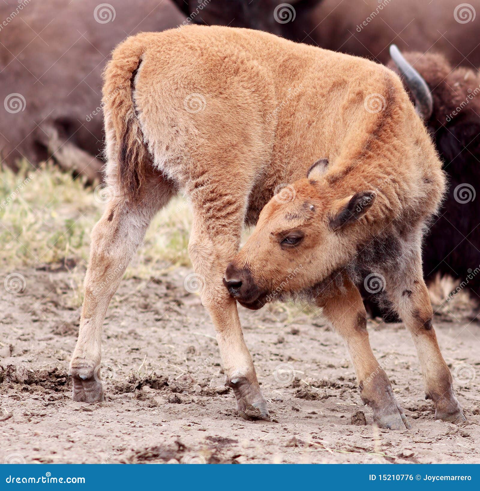 Baby Bison stock photo. Image of herd, animal, wildlife - 15210776