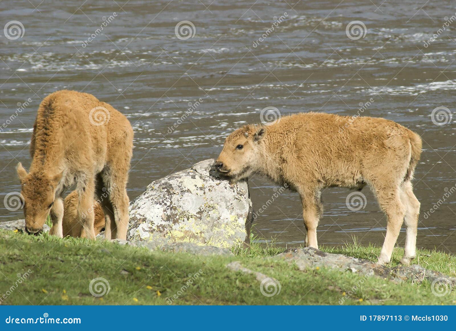 Baby bison stock image. Image of bison, buffalo, rubbing - 17897113