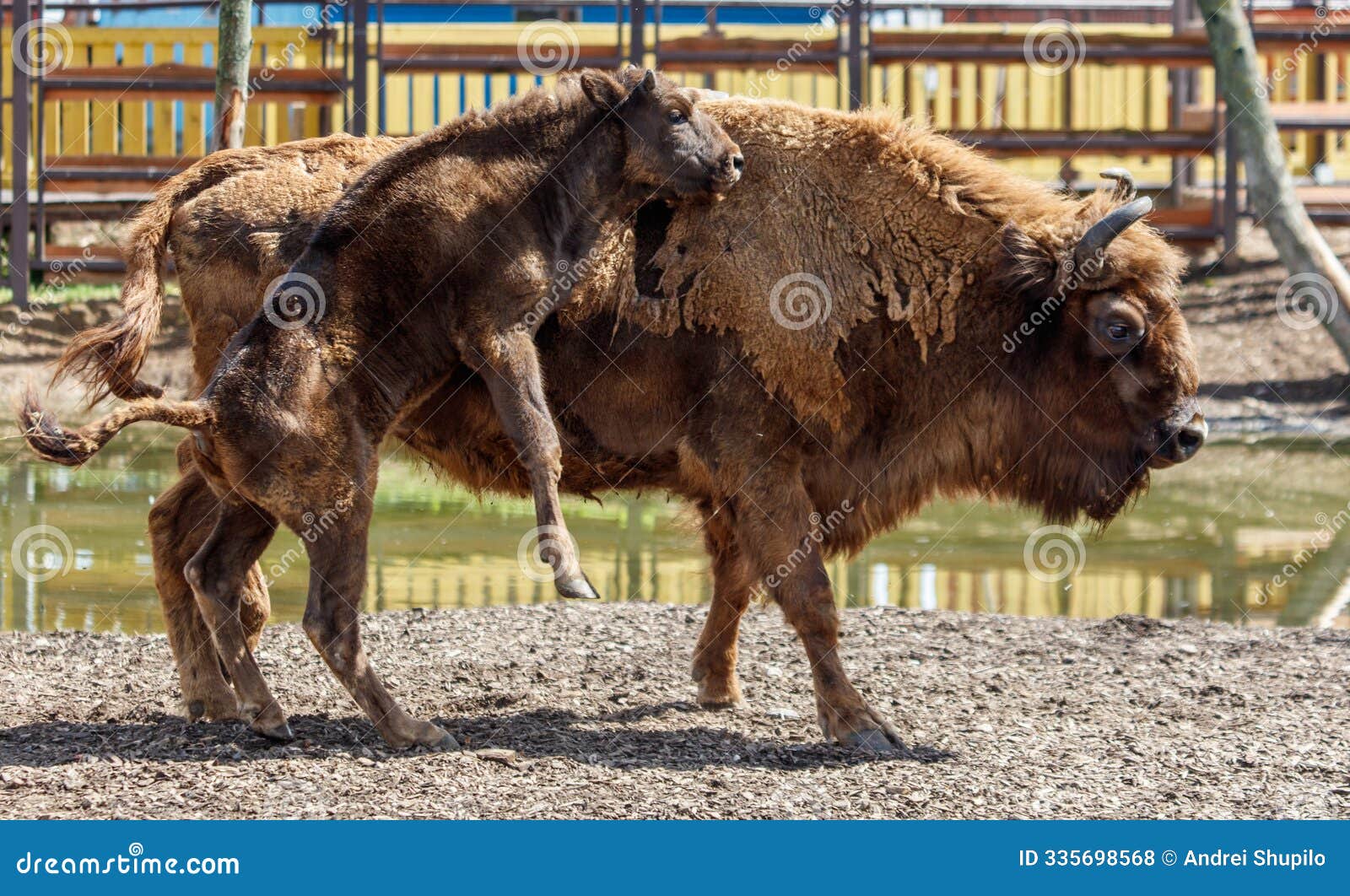 A Baby Bison with Its Mother Stock Photo - Image of large, natural ...