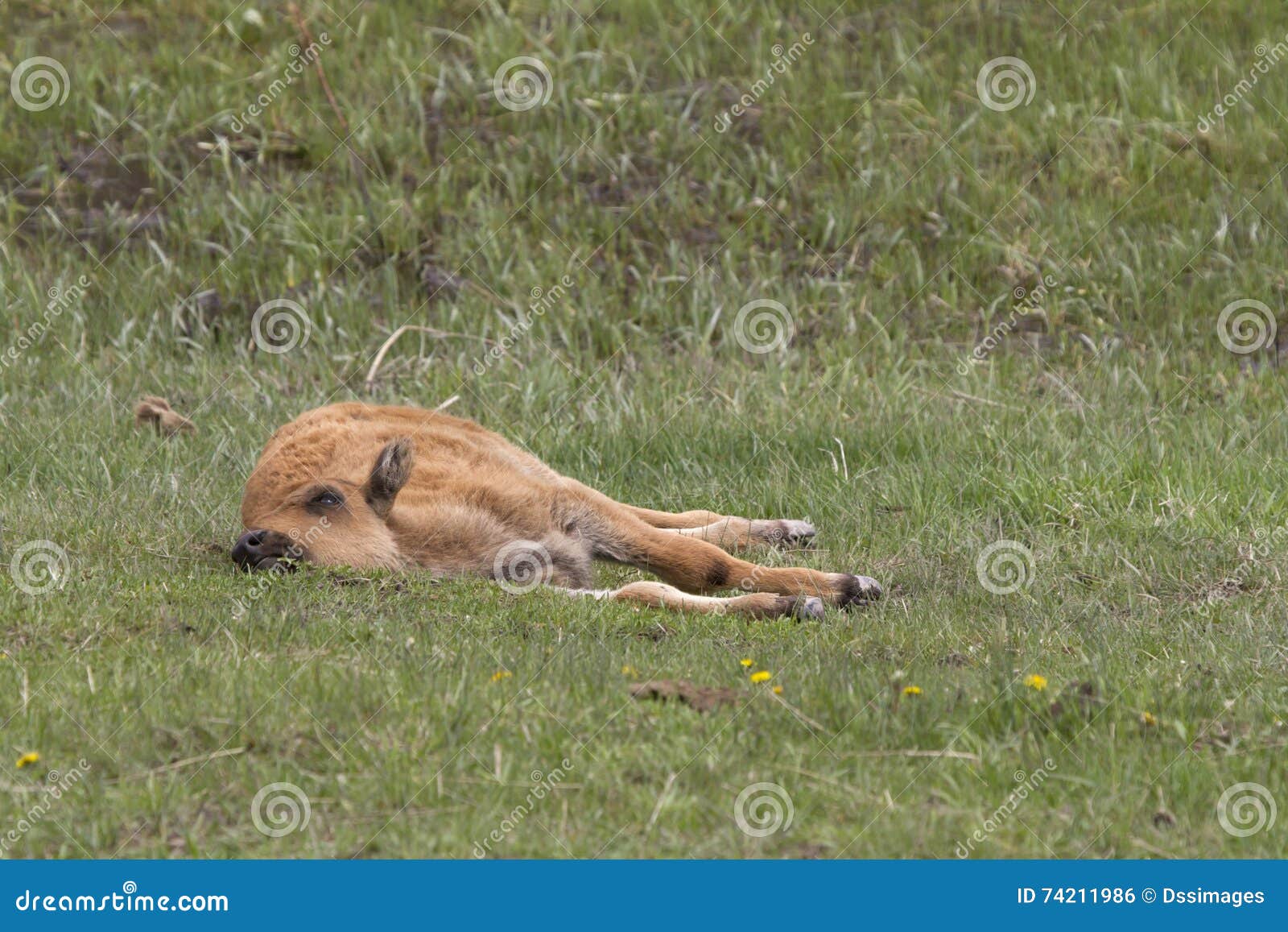 Baby Bison Laying in the Grass Stock Photo - Image of park, animal ...