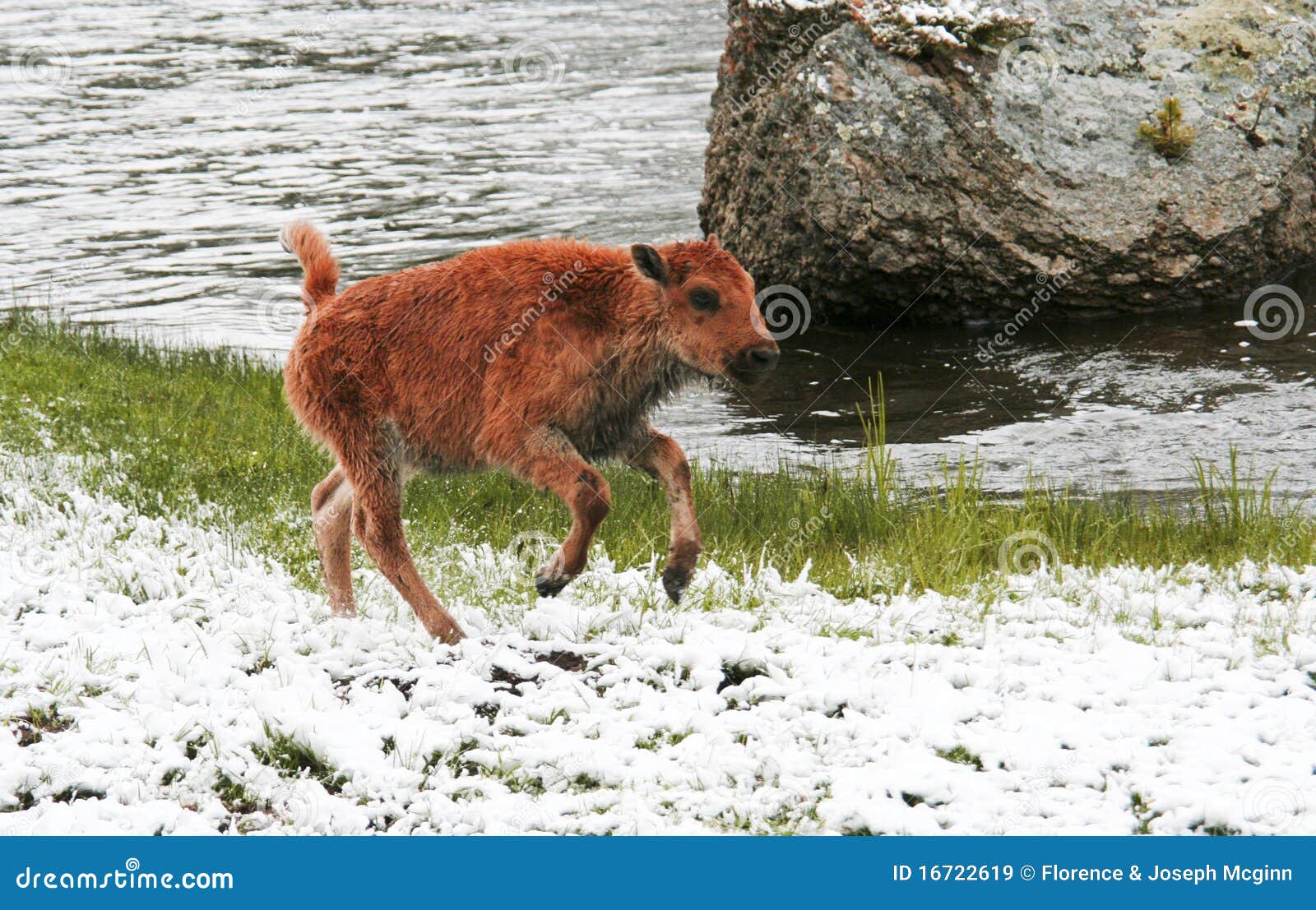 Baby Bison Prances in Spring Snow Stock Image - Image of cute, skips ...