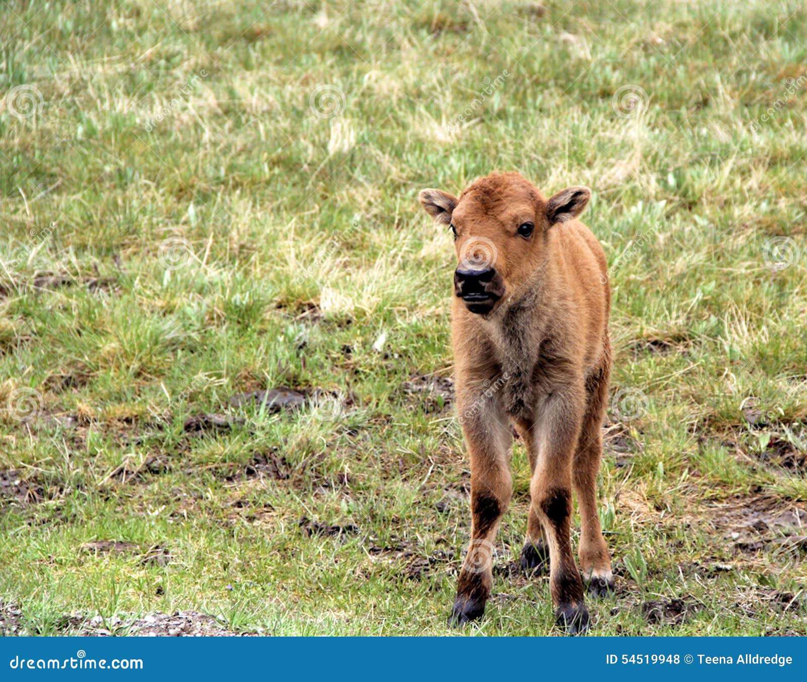 Baby Bison stock photo. Image of grass, baby, buffalo - 54519948