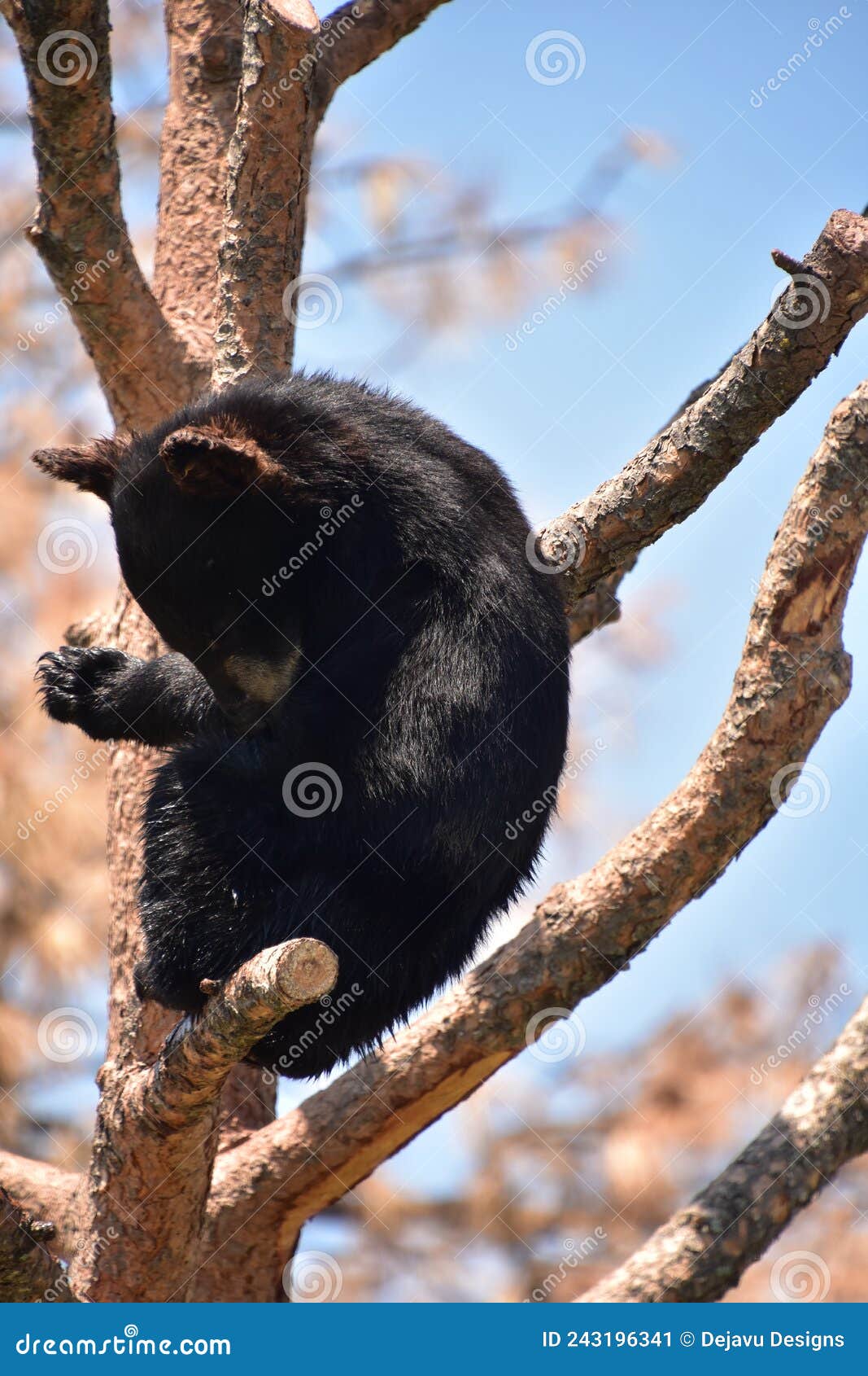 Baby Black Bear Cub Sitting on a Branch in a Tree Stock Image - Image ...