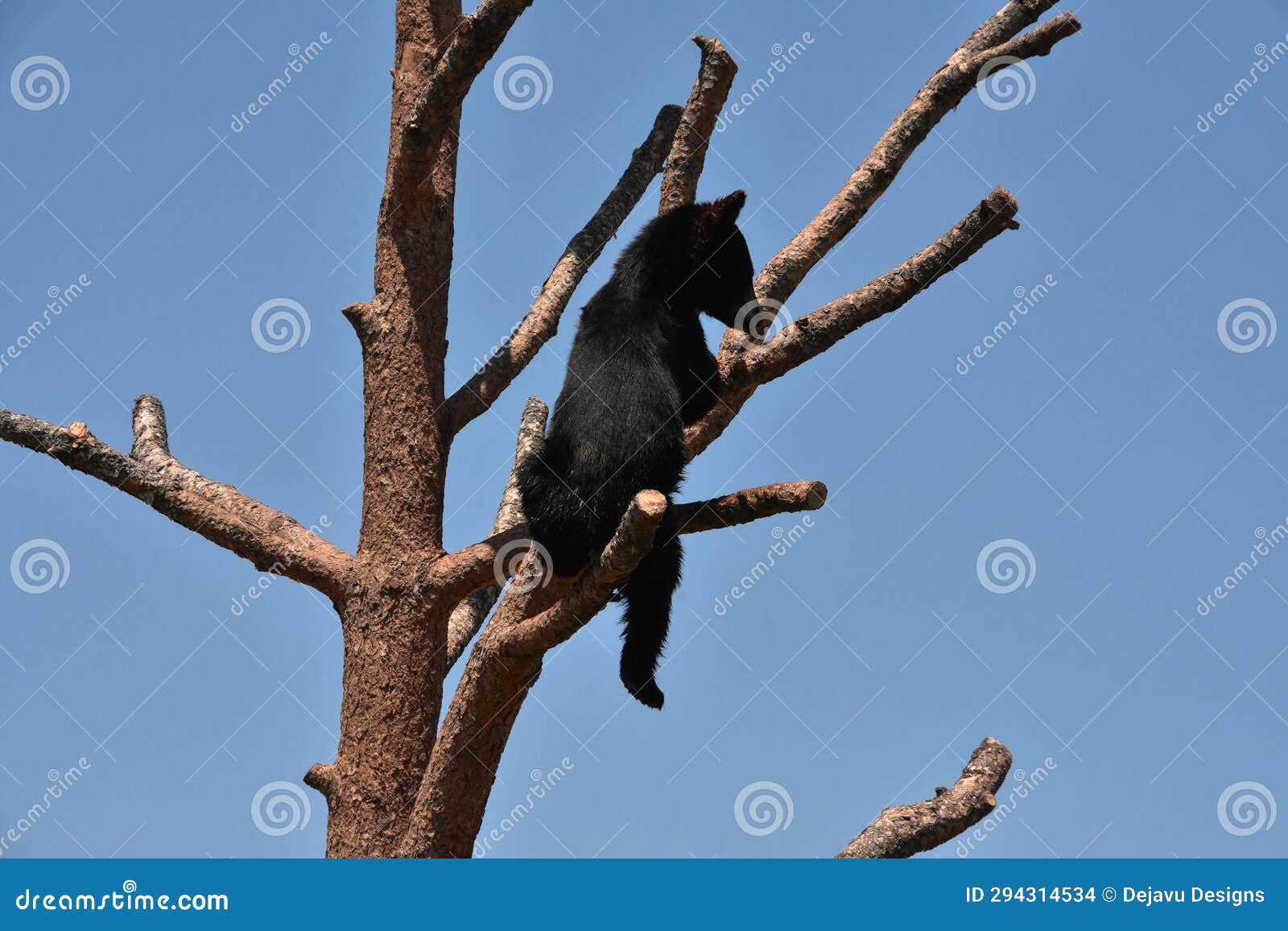 Baby Black Bear Cub on a Tree Limb Stock Photo - Image of blue, mammal ...