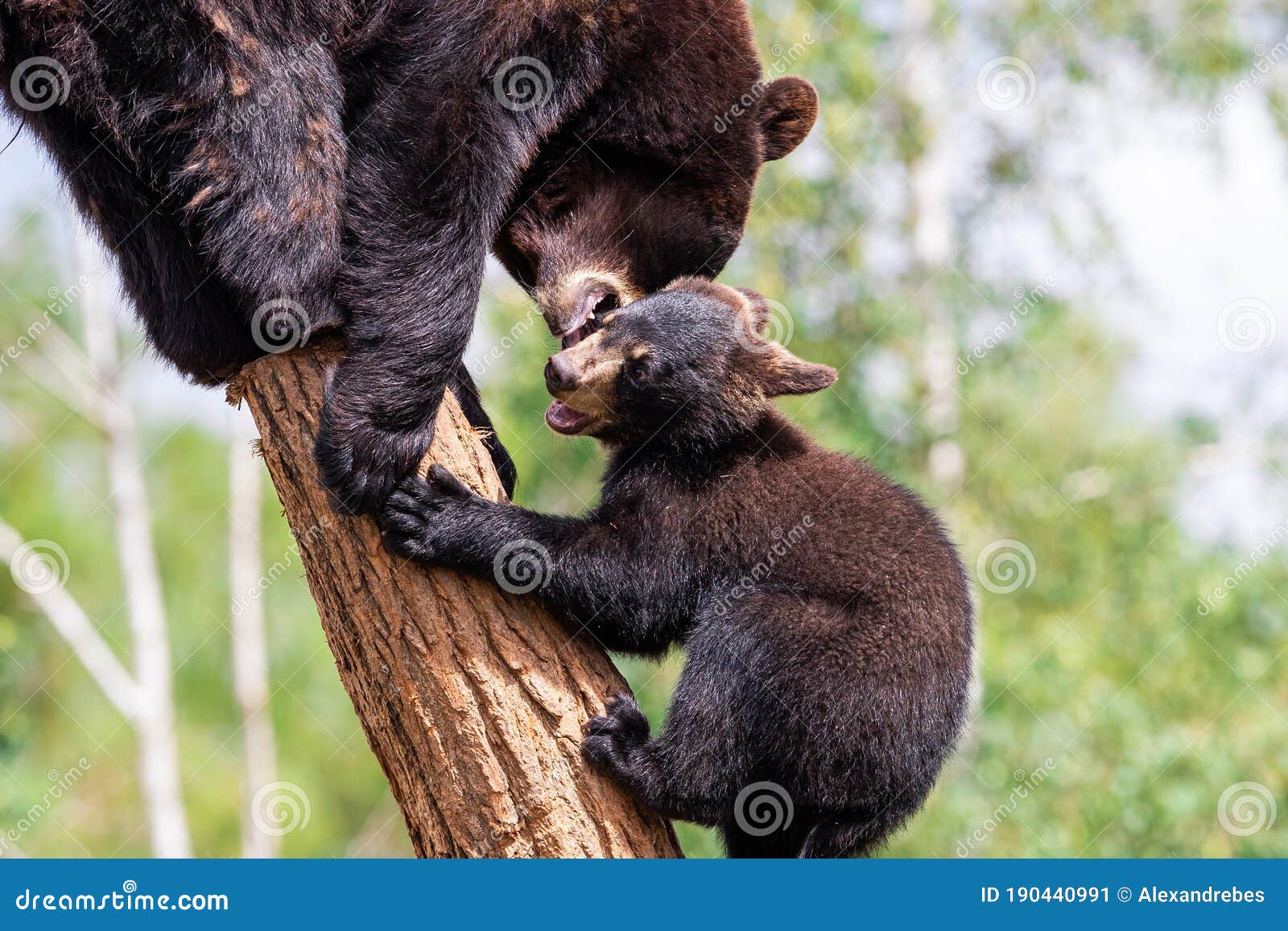 Baby Black Bear Playing in the Tree Stock Image - Image of outside ...