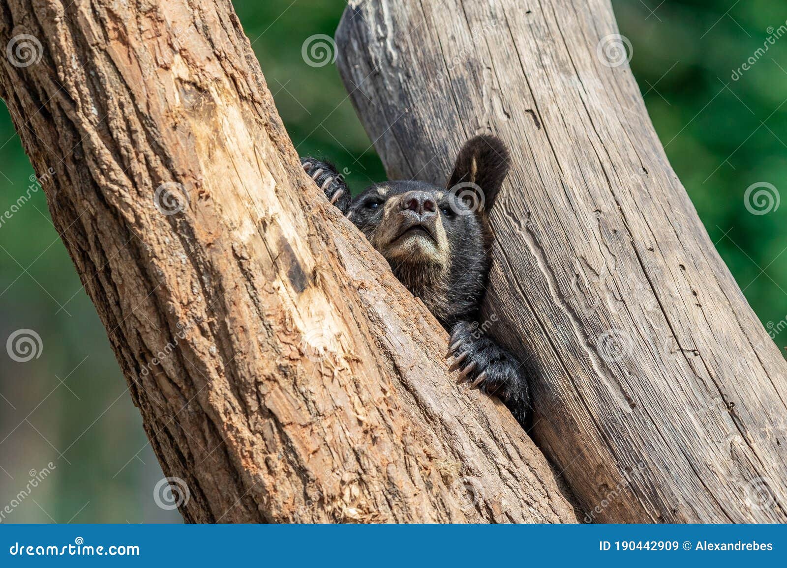 Baby Black Bear Playing in the Tree Stock Image - Image of baby ...