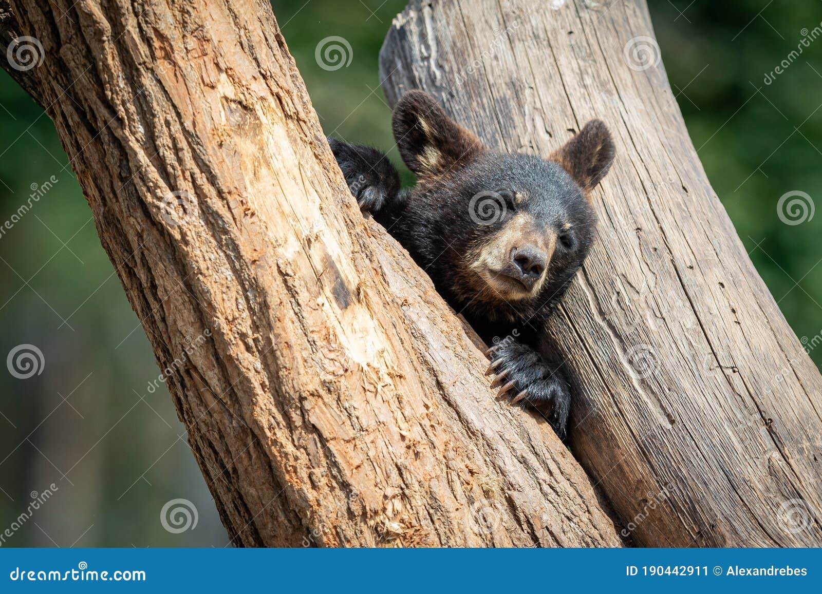 Baby Black Bear Playing in the Tree Stock Image - Image of nature ...
