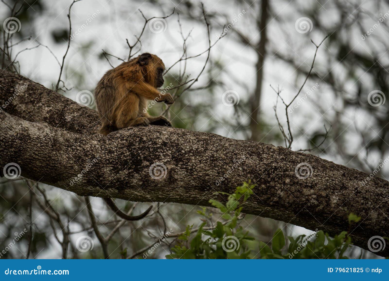 Baby Black Howler Monkey Sitting on Branch Stock Image - Image of ...