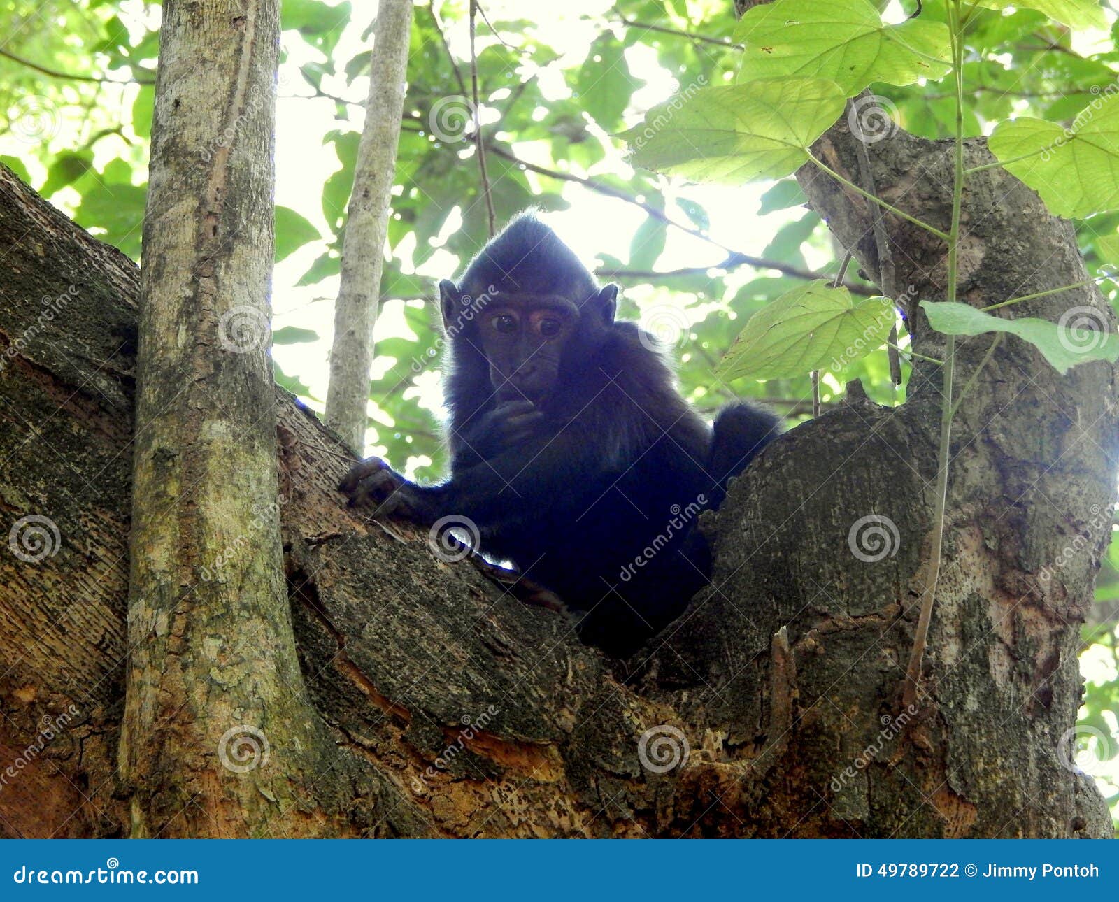 Baby black monkey on tree stock photo. Image of jungle - 49789722