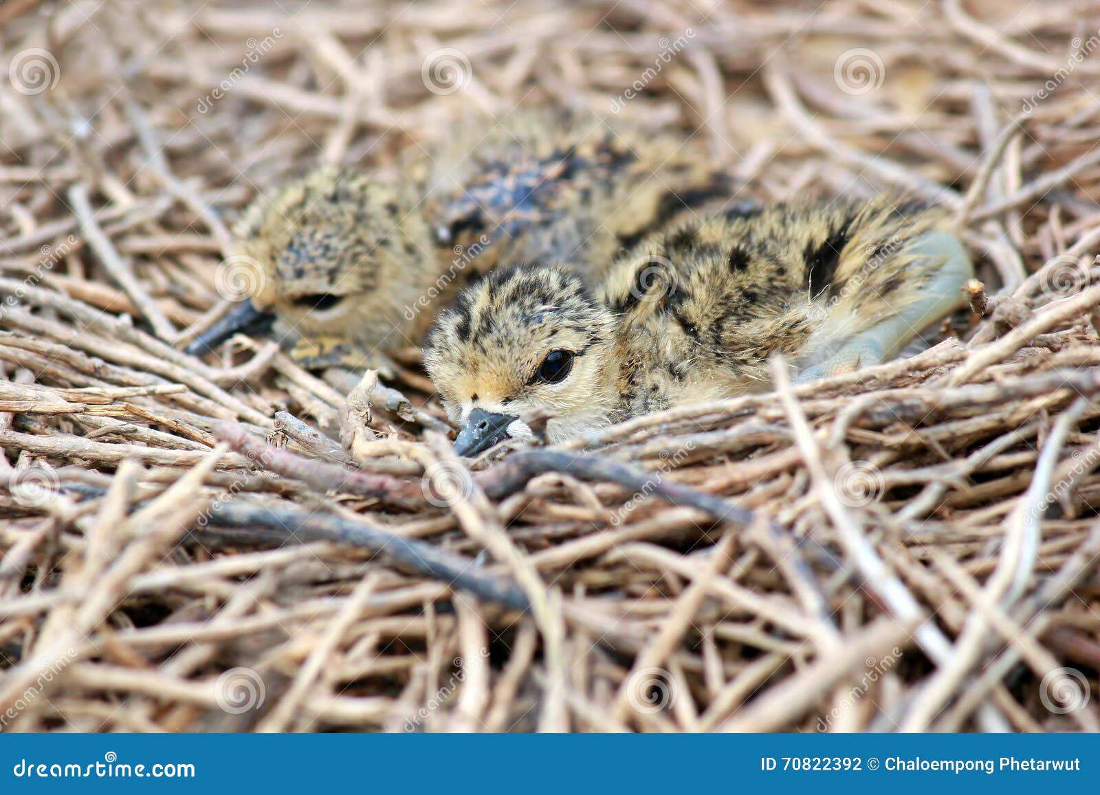 Baby Black Winged Stilt Birds Photos - Free & Royalty-Free Stock Photos ...