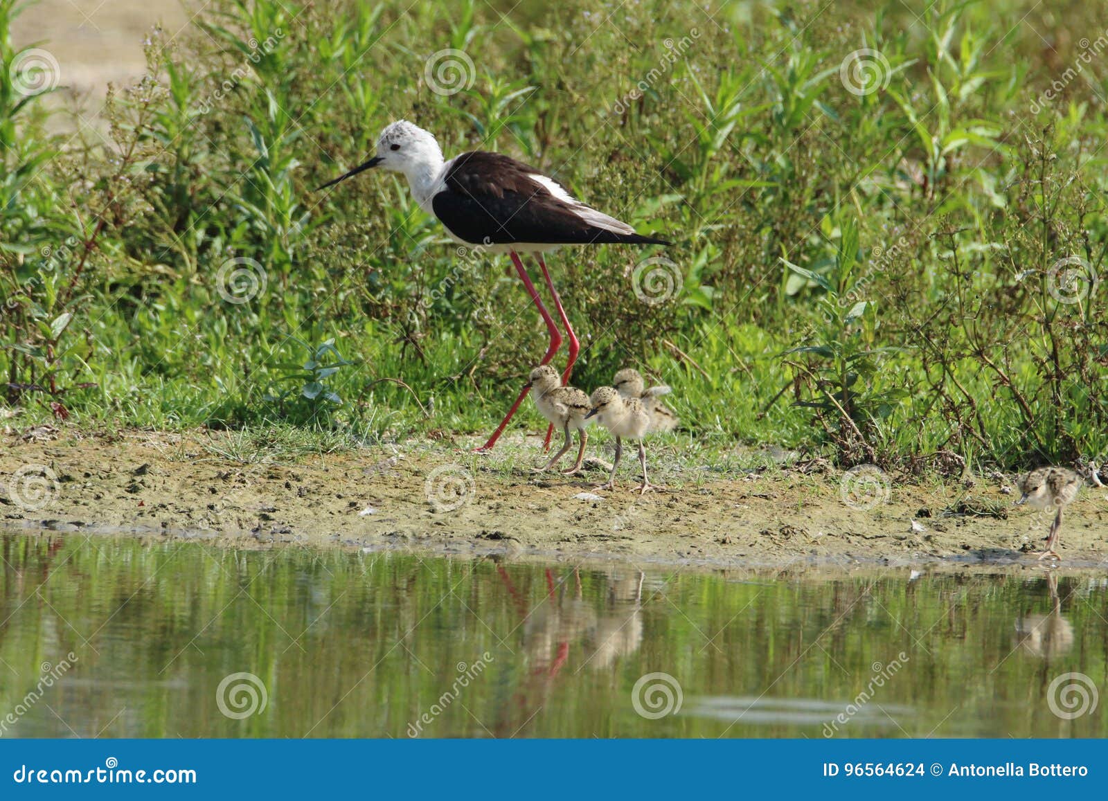 Baby Black-winged stilt stock photo. Image of reflection - 96564624