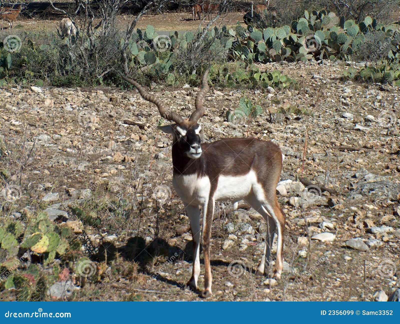 Baby Blackbuck Antelope stock image. Image of cervicapra - 2356099