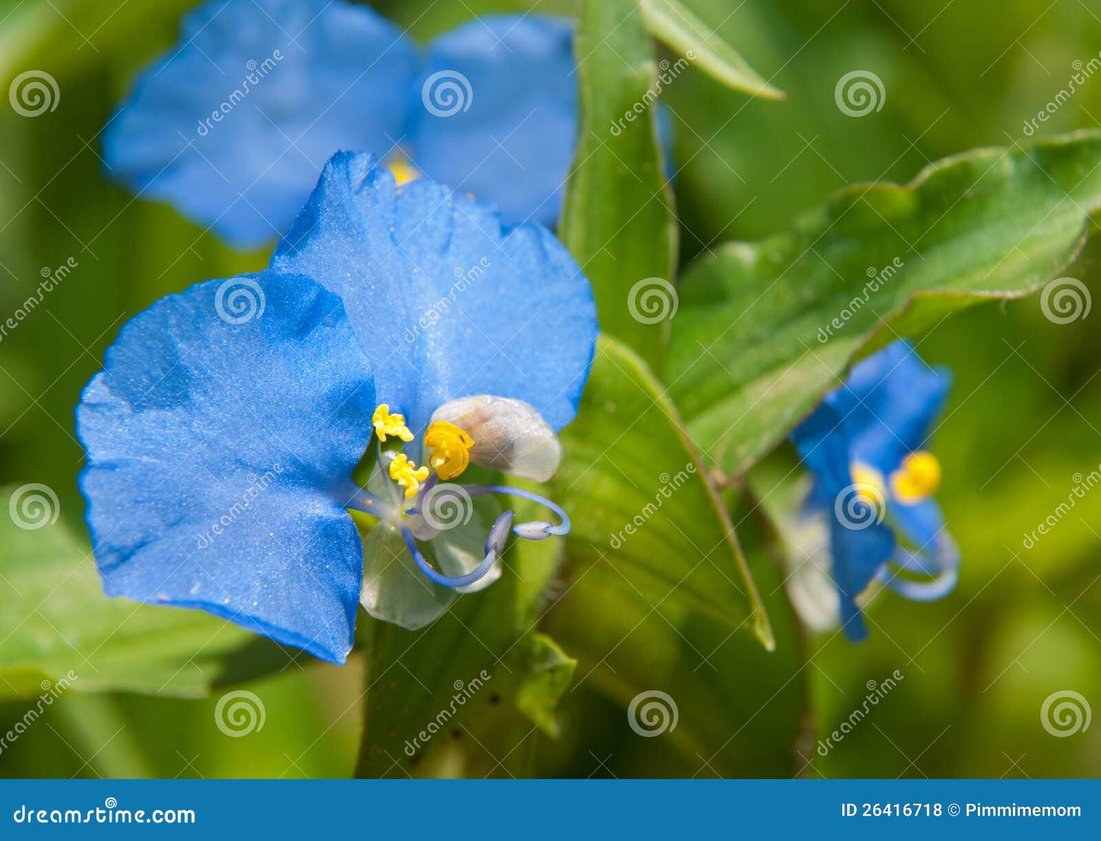 Baby Blue Dayflower, Commelina Stock Photo - Image of flower, pretty ...