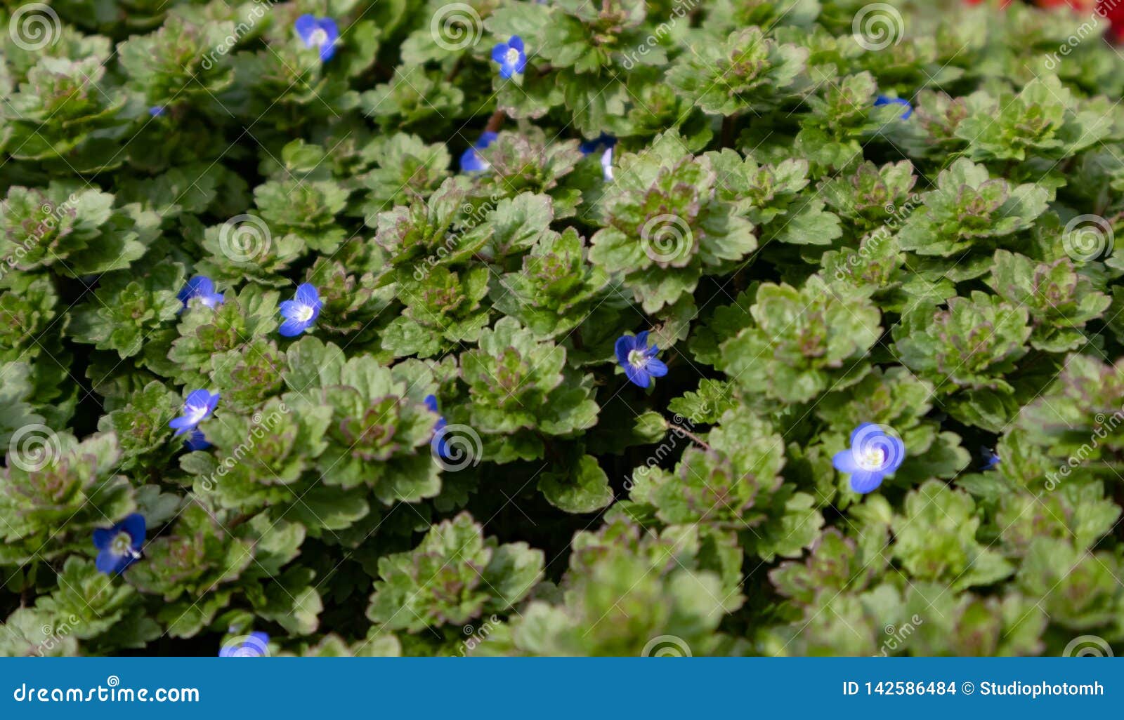 Baby Blue Eyes a Spring Wildflower Native Stock Photo - Image of ...