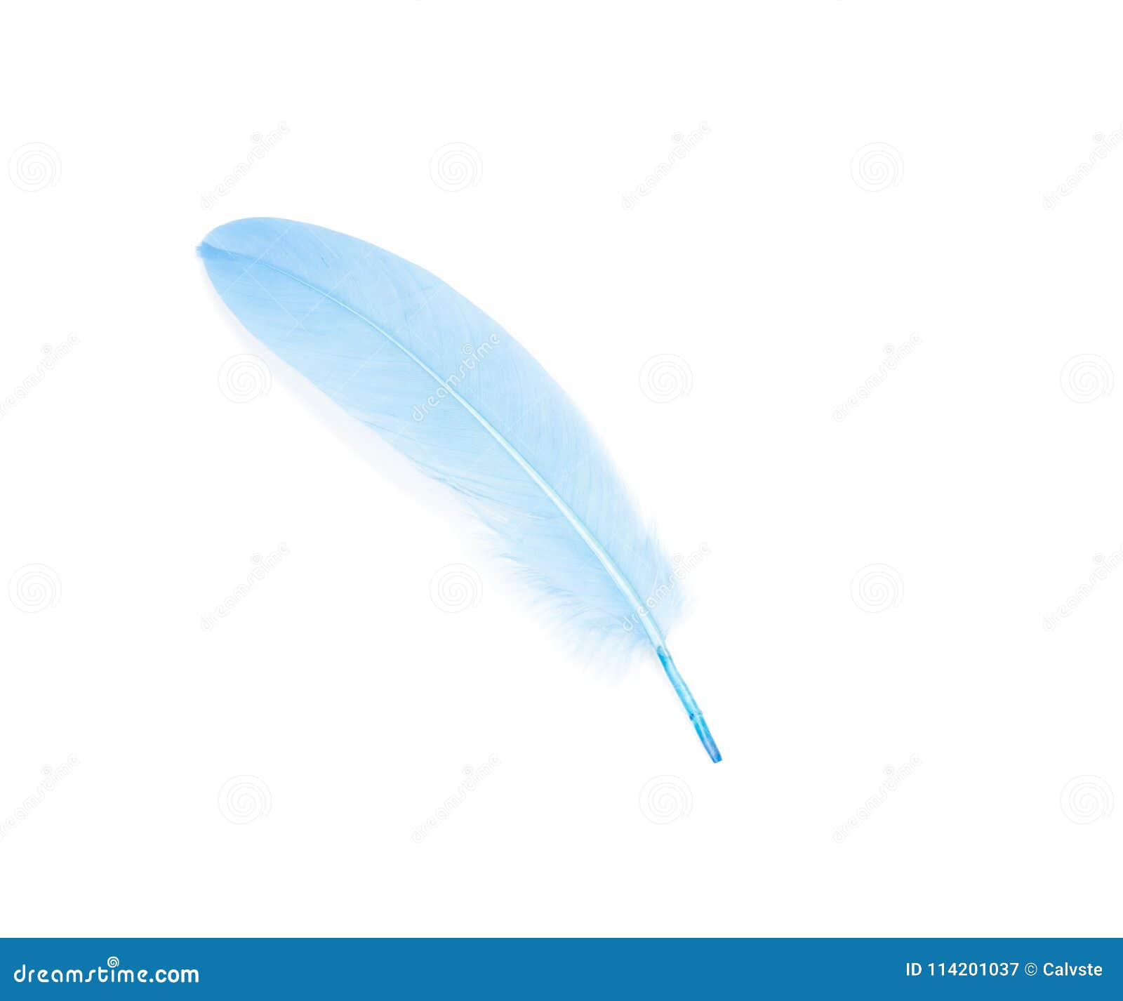 Baby blue feather stock image. Image of feather, background - 114201037