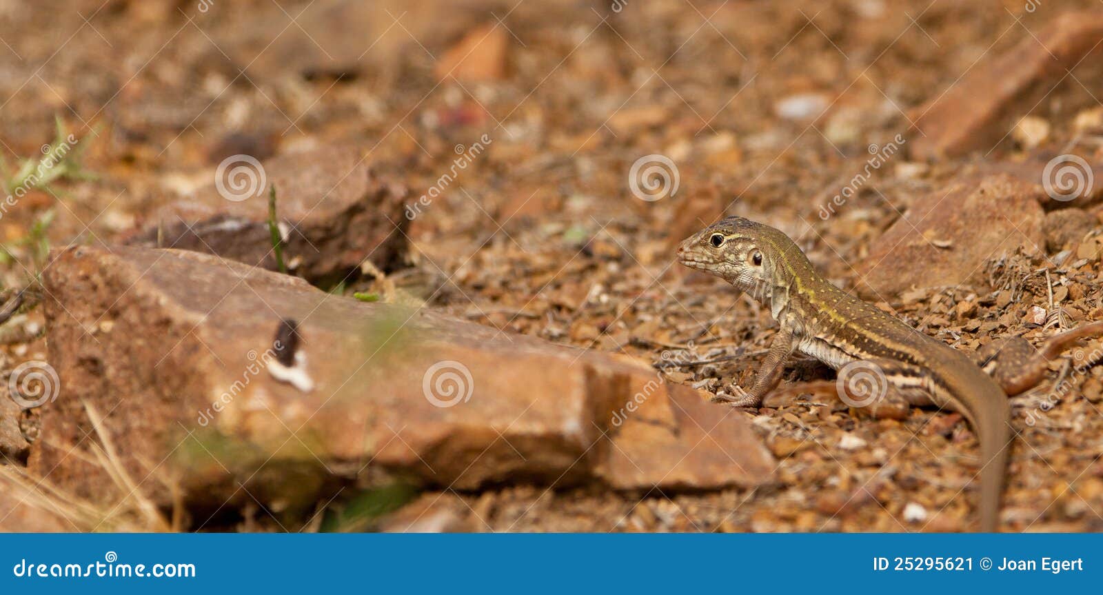 Baby Blue-headed Whiptail Lizard Stock Image - Image of stones, details ...