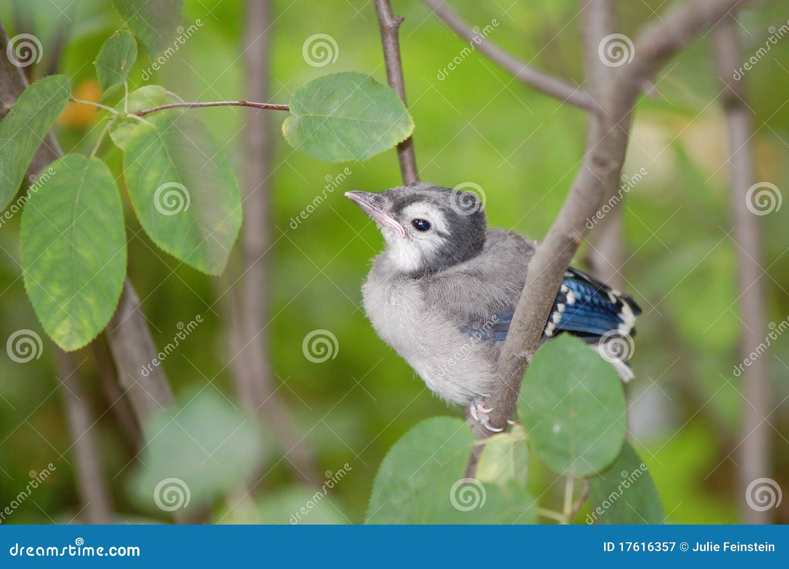 Baby Blue Jay, Cyanocitta Cristata Stock Image - Image of immature ...