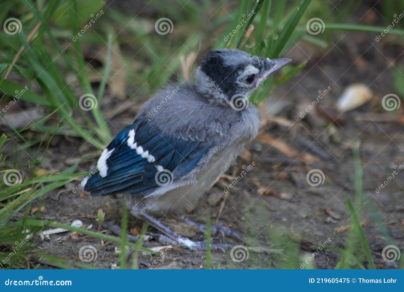 Baby Blue Jay Fledgling Bird Stock Image - Image of avian, young: 219605475