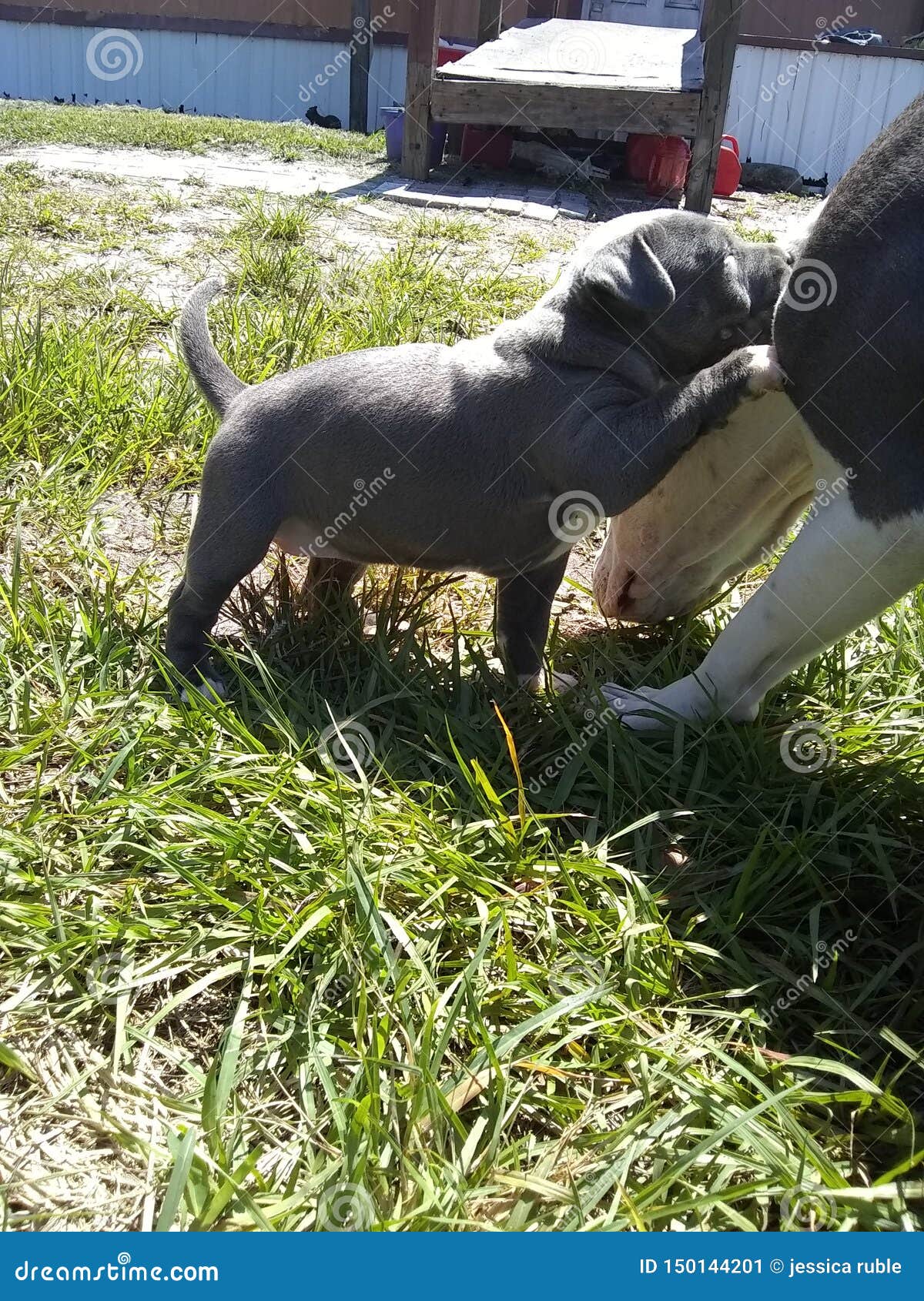 Baby Blue nose pit stock image. Image of running, grass - 150144201