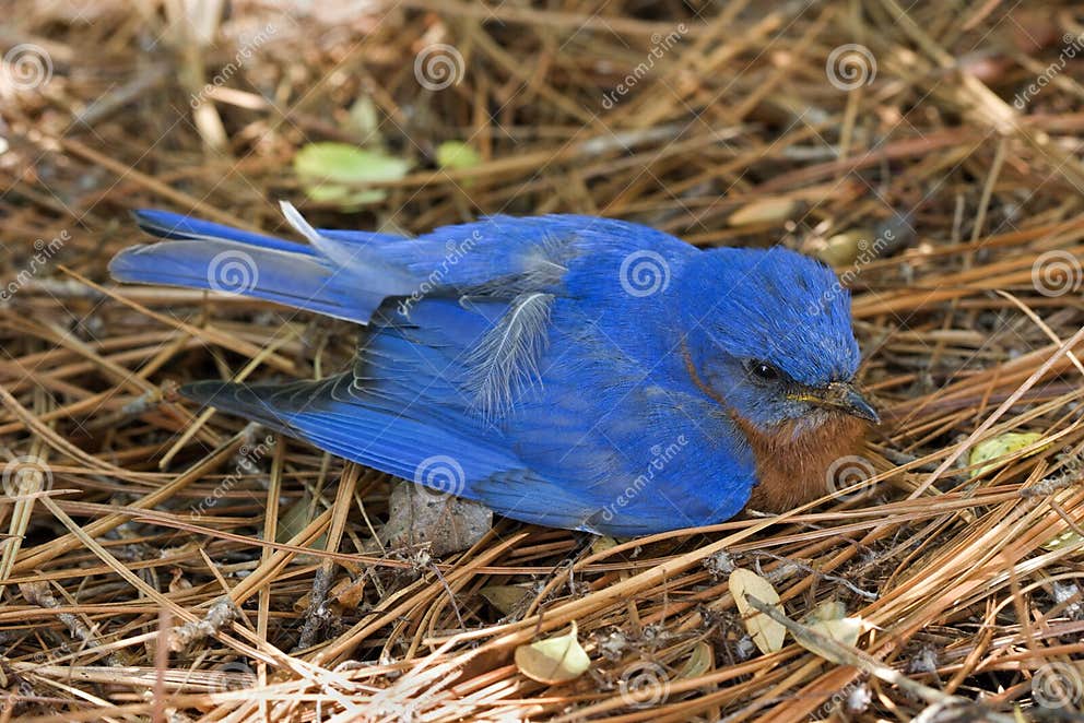 Baby Bluebird stock image. Image of bird, birds, blue - 2374517