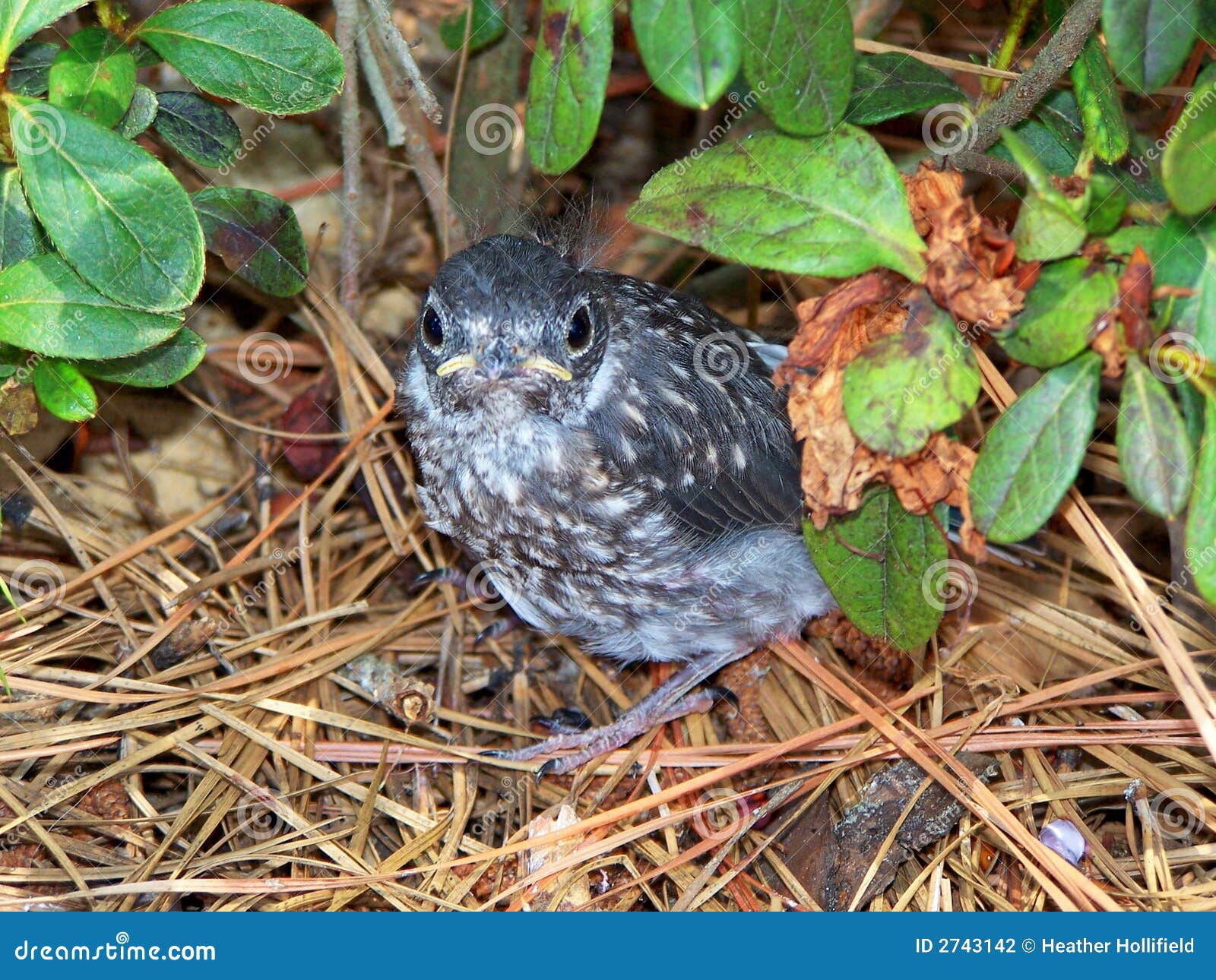 Baby bluebird stock photo. Image of newborn, habitat, straw - 2743142