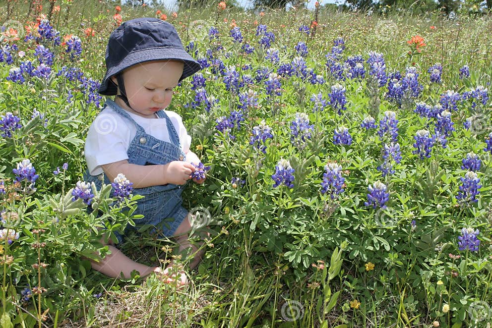 Baby in Bluebonnets stock photo. Image of baby, play, infant - 129456