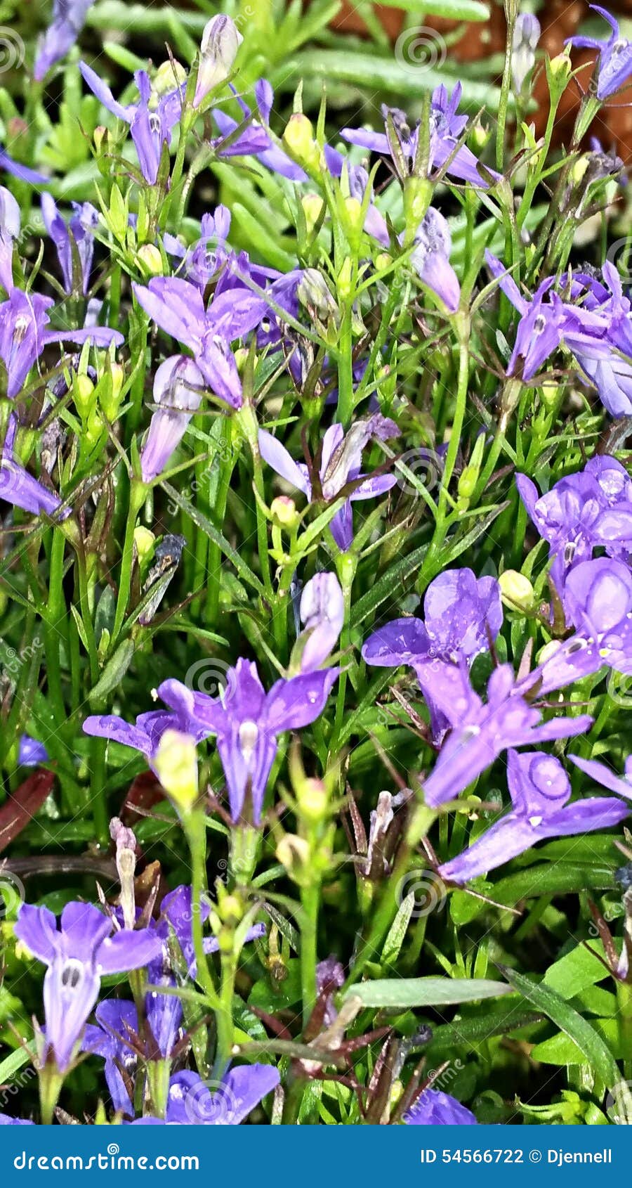Baby Bluebonnets stock photo. Image of wildflower, flower - 54566722