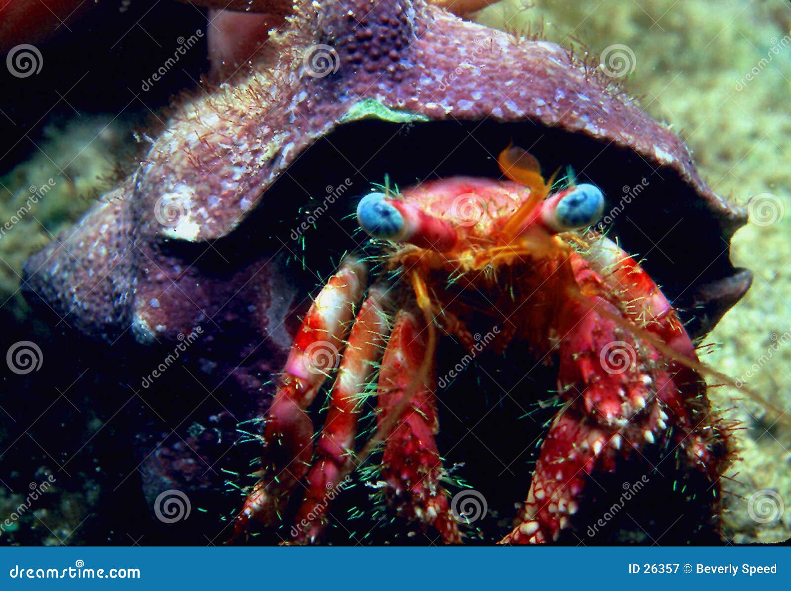 Baby Blues stock image. Image of marine, dardanus, crustacean - 26357