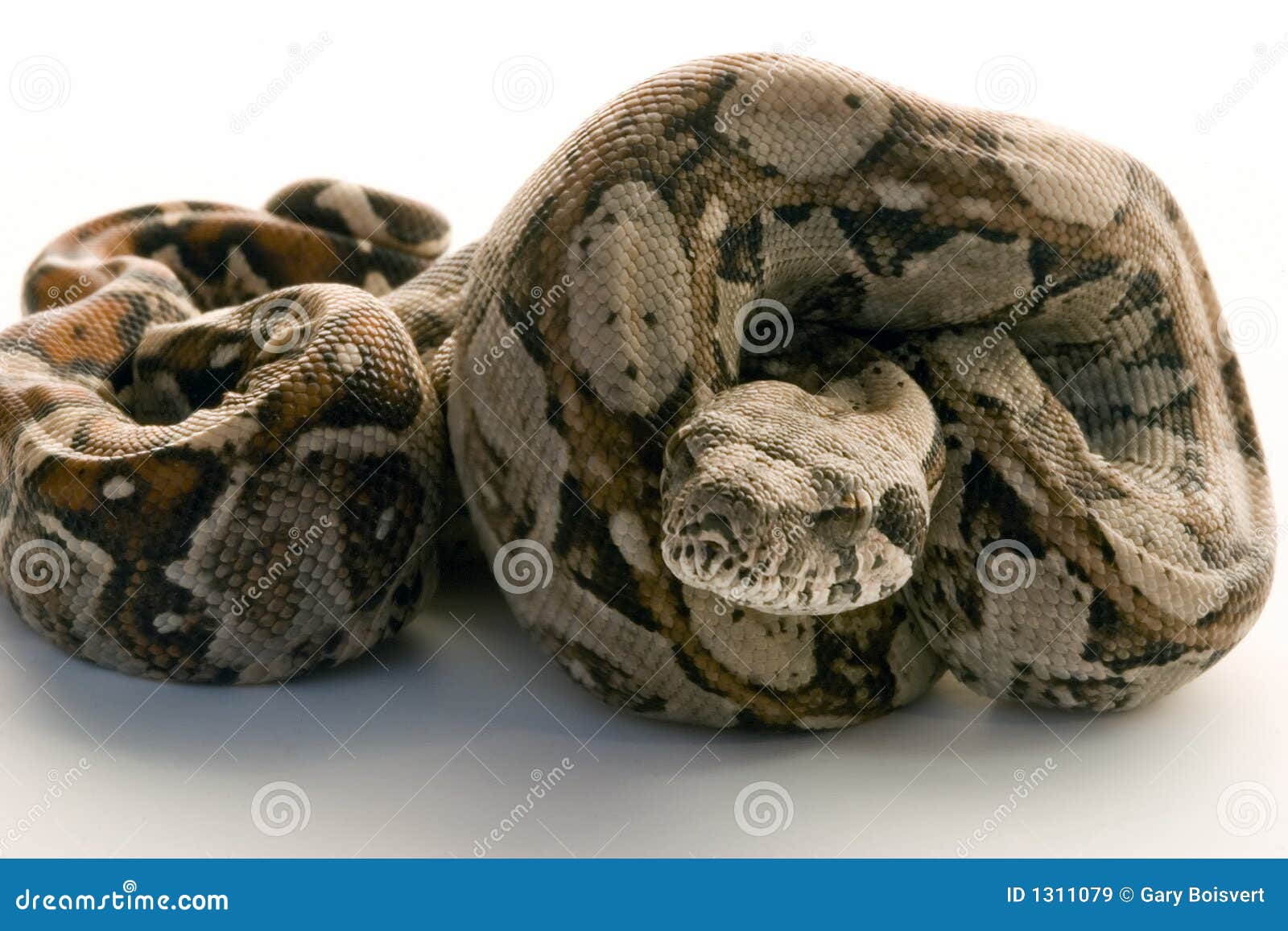 Baby boa constictor stock image. Image of smooth, rust - 1311079