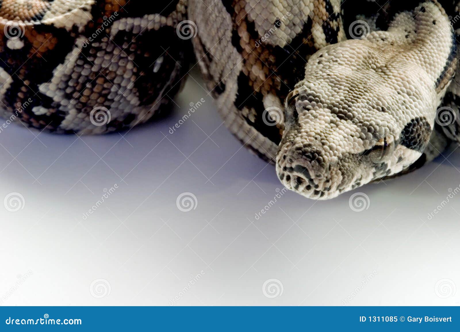 Baby Boa Constictor Close-up Stock Image - Image of ground, slick: 1311085