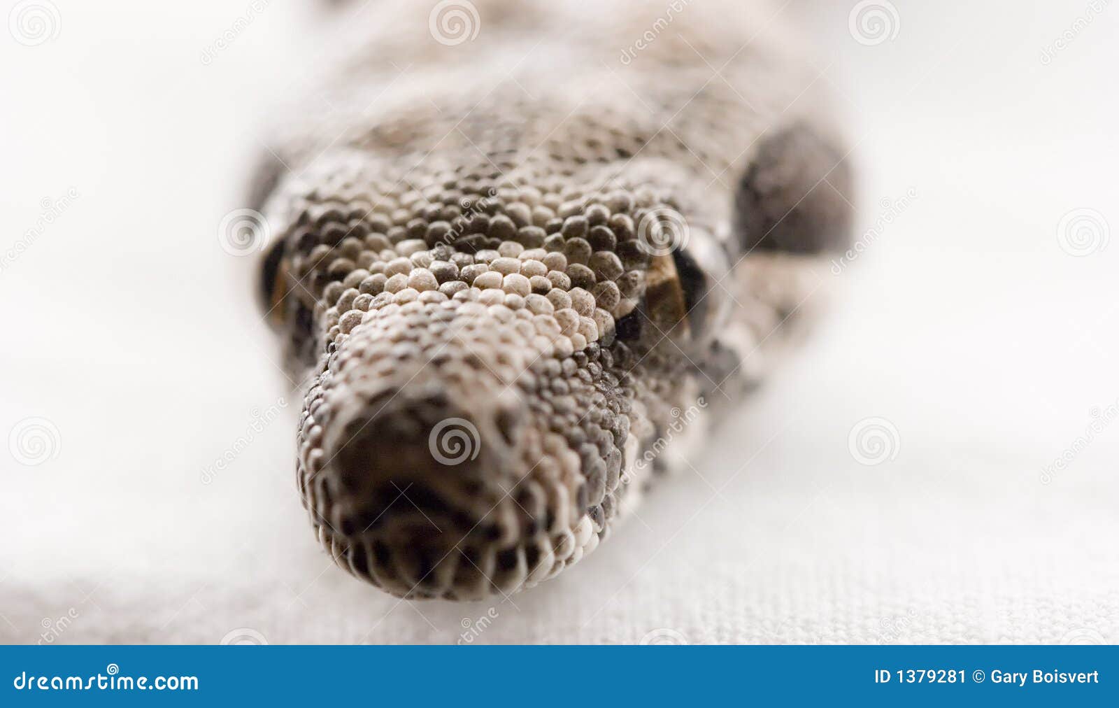 Baby Boa Constictor Close-up Stock Image - Image of slick, smooth: 1379281