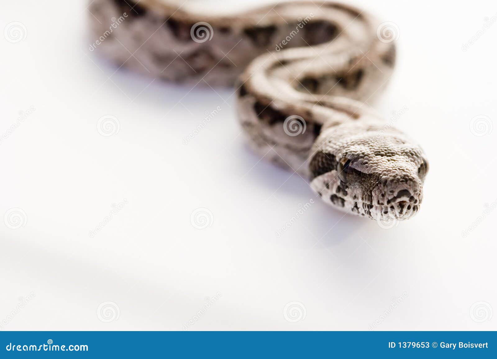 Baby Boa Constictor Close-up Stock Image - Image of macro, pattern: 1379653