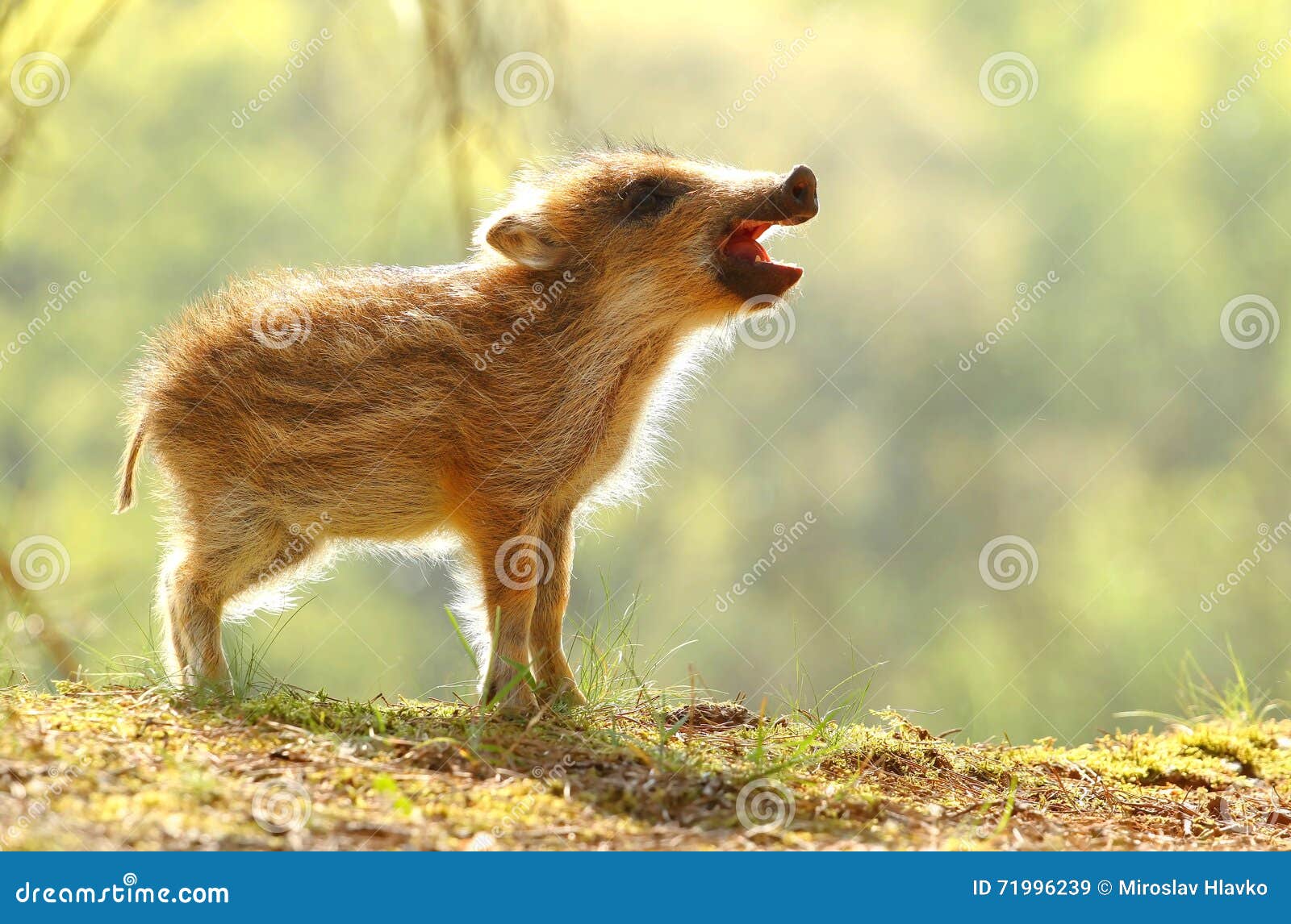 Baby boar chewing stock image. Image of sweet, small - 71996239