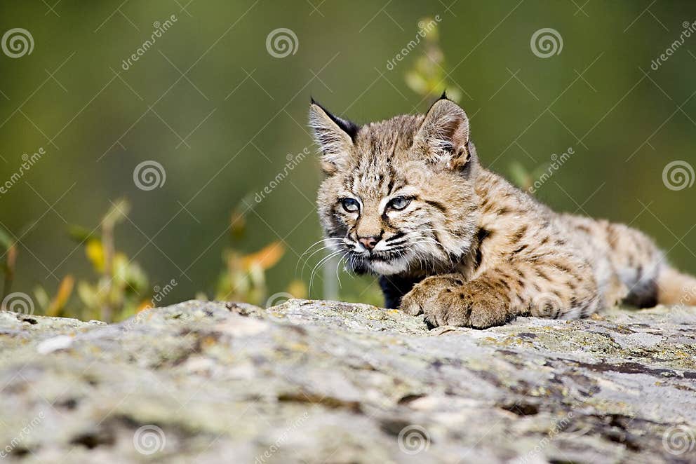 Baby Bobcat stock image. Image of cuddly, cute, teeth - 1478203