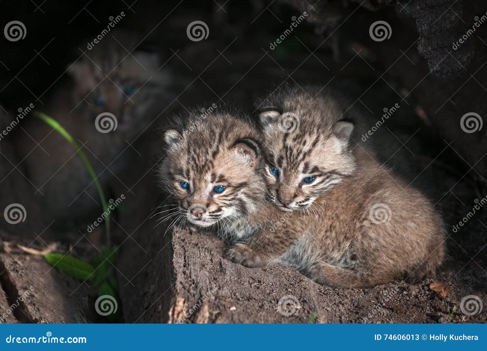 Baby Bobcat Kits (Lynx Rufus) in Log Stock Image - Image of nature ...