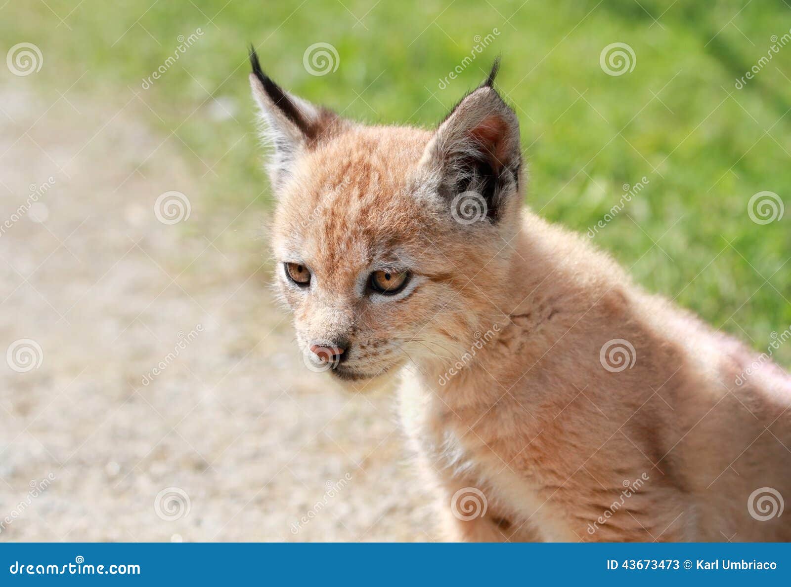 Baby bobcat stock image. Image of nature, animal, mammal - 43673473