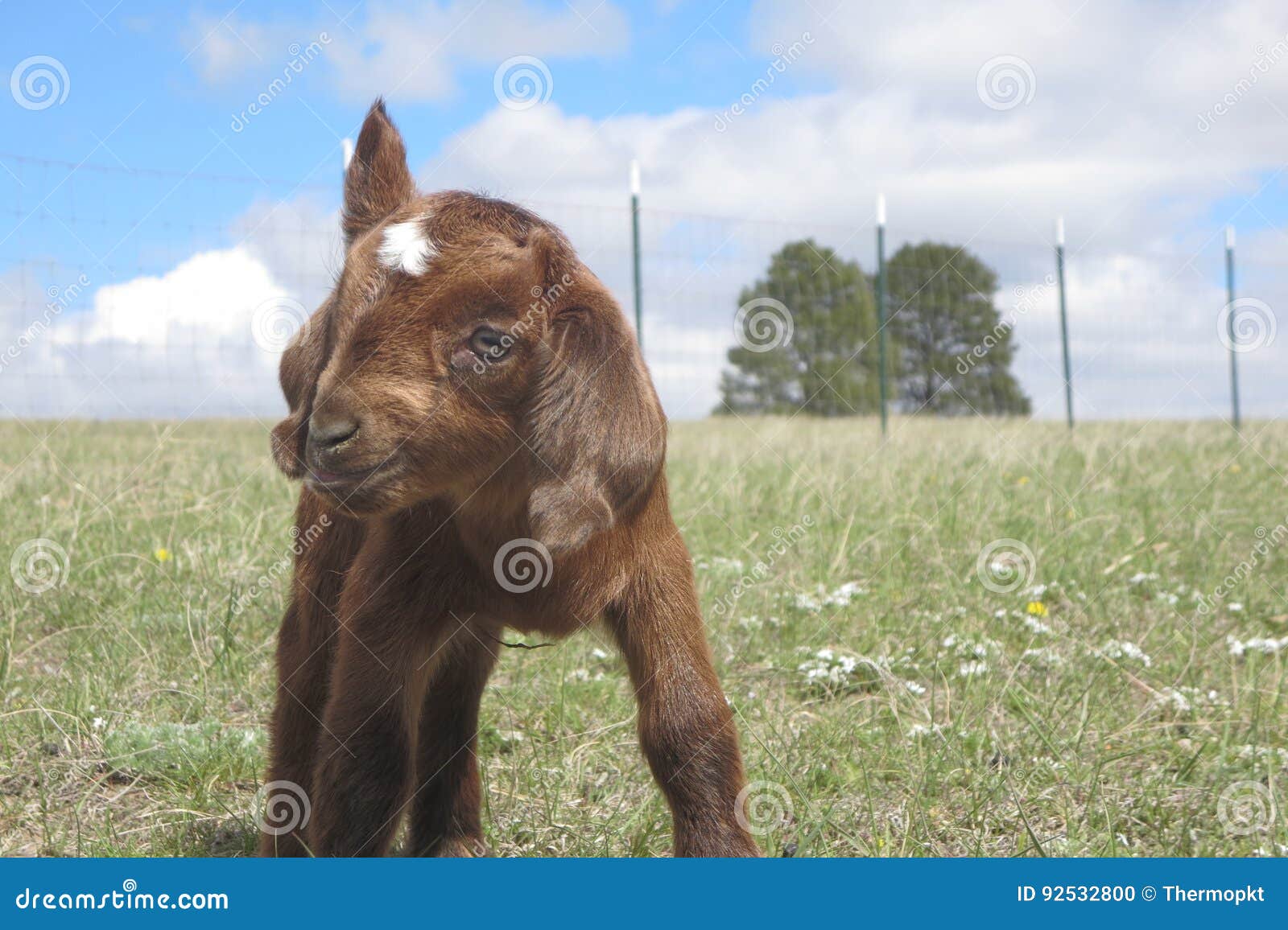 Baby Boer Goat stock photo. Image of nanny, cute, baby - 92532800