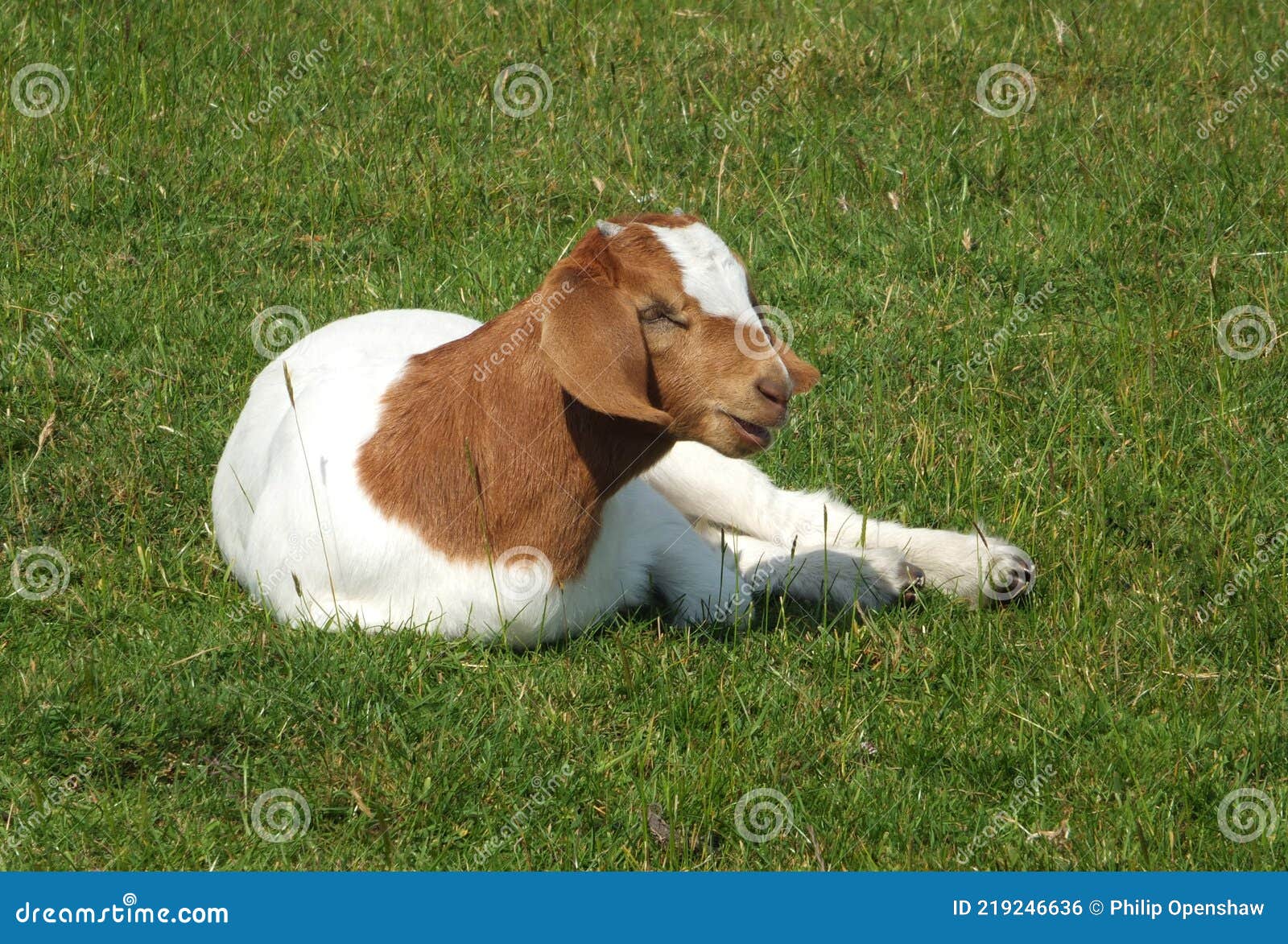 Baby Boer Goat Sat in a Field Surrounded by Grass in Spring Time Stock ...