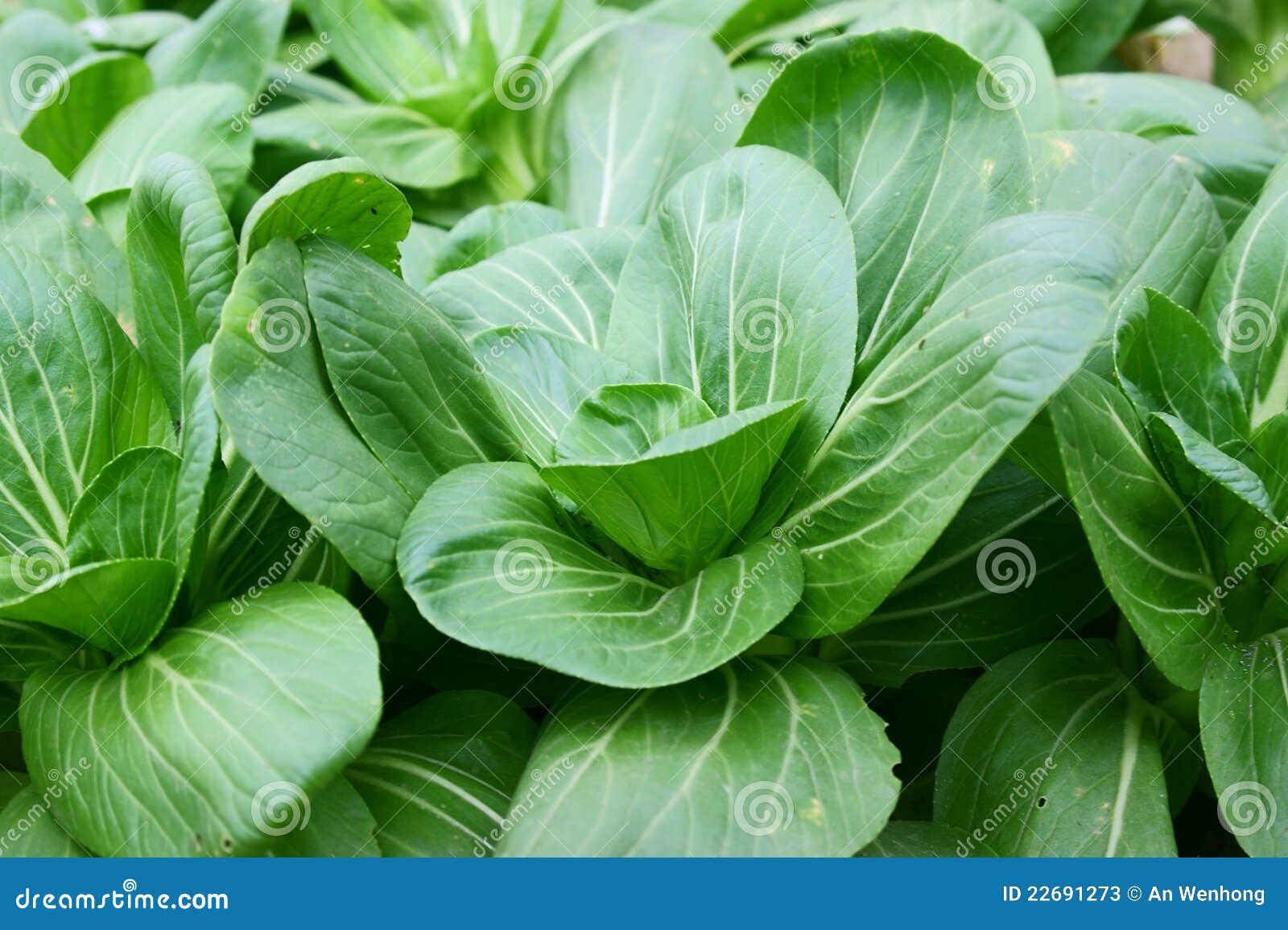 Baby bok choy stock image. Image of nutrition, vegetable - 22691273